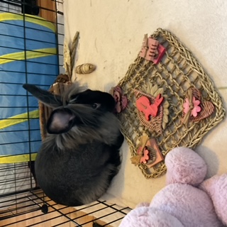 Rabbit for adoption - Felix, a Lionhead in Windsor, ON | Petfinder