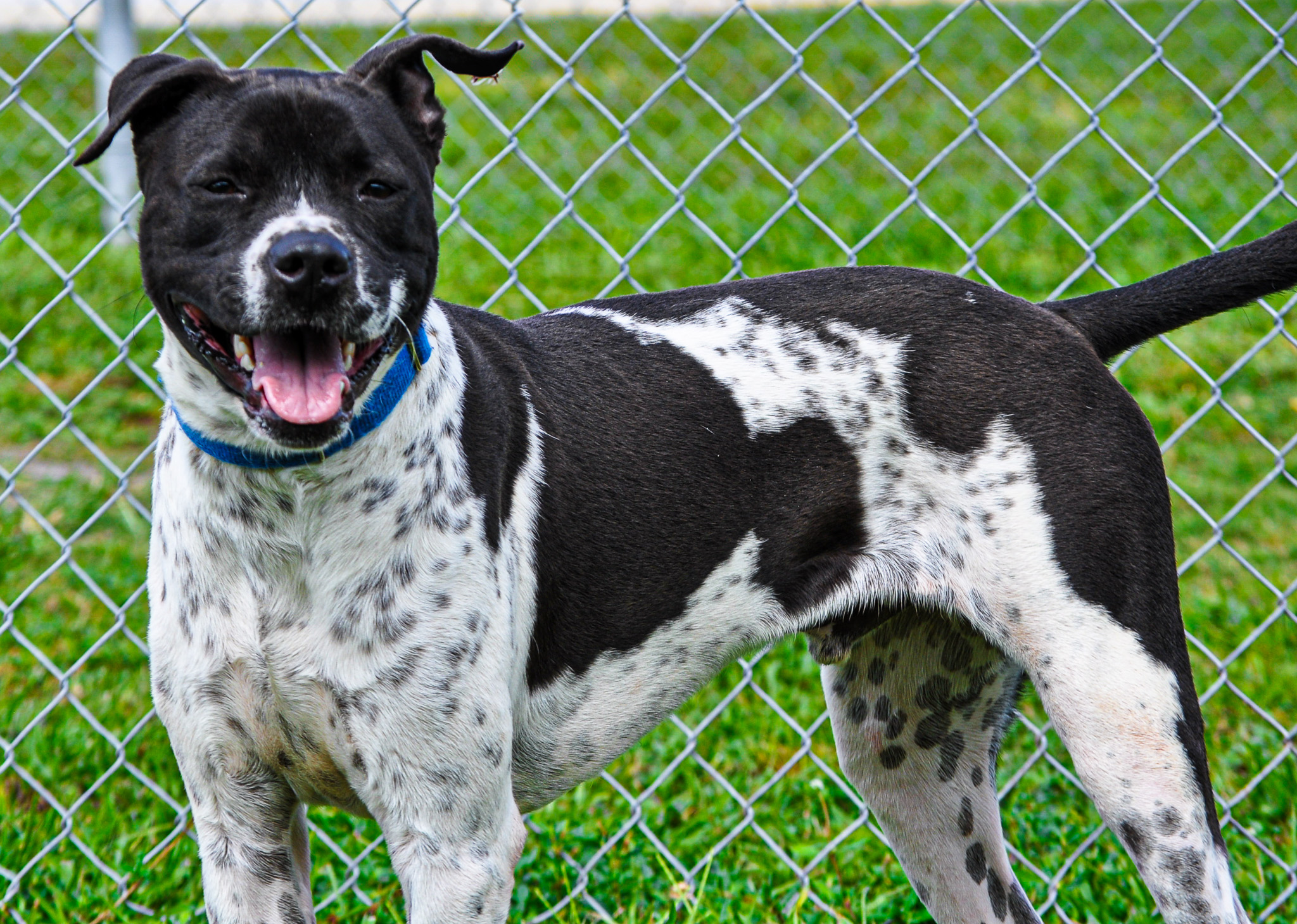 Dog for adoption - Domino - TRAINED DOG, a Pointer & Pit Bull Terrier ...