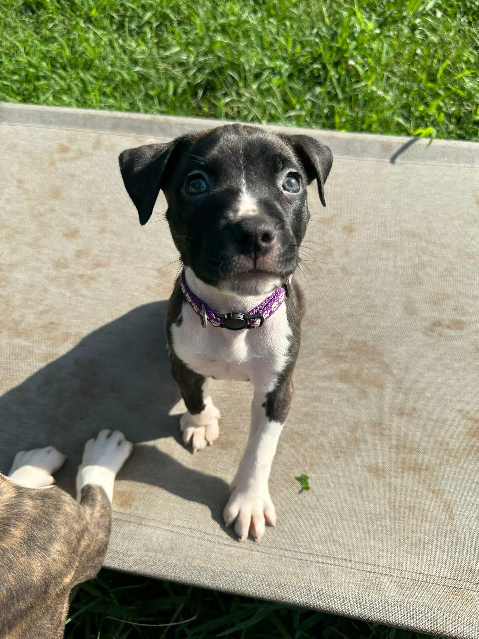 Dog for adoption - Ritz - Snack Cracker Litter, a Boxer & American ...