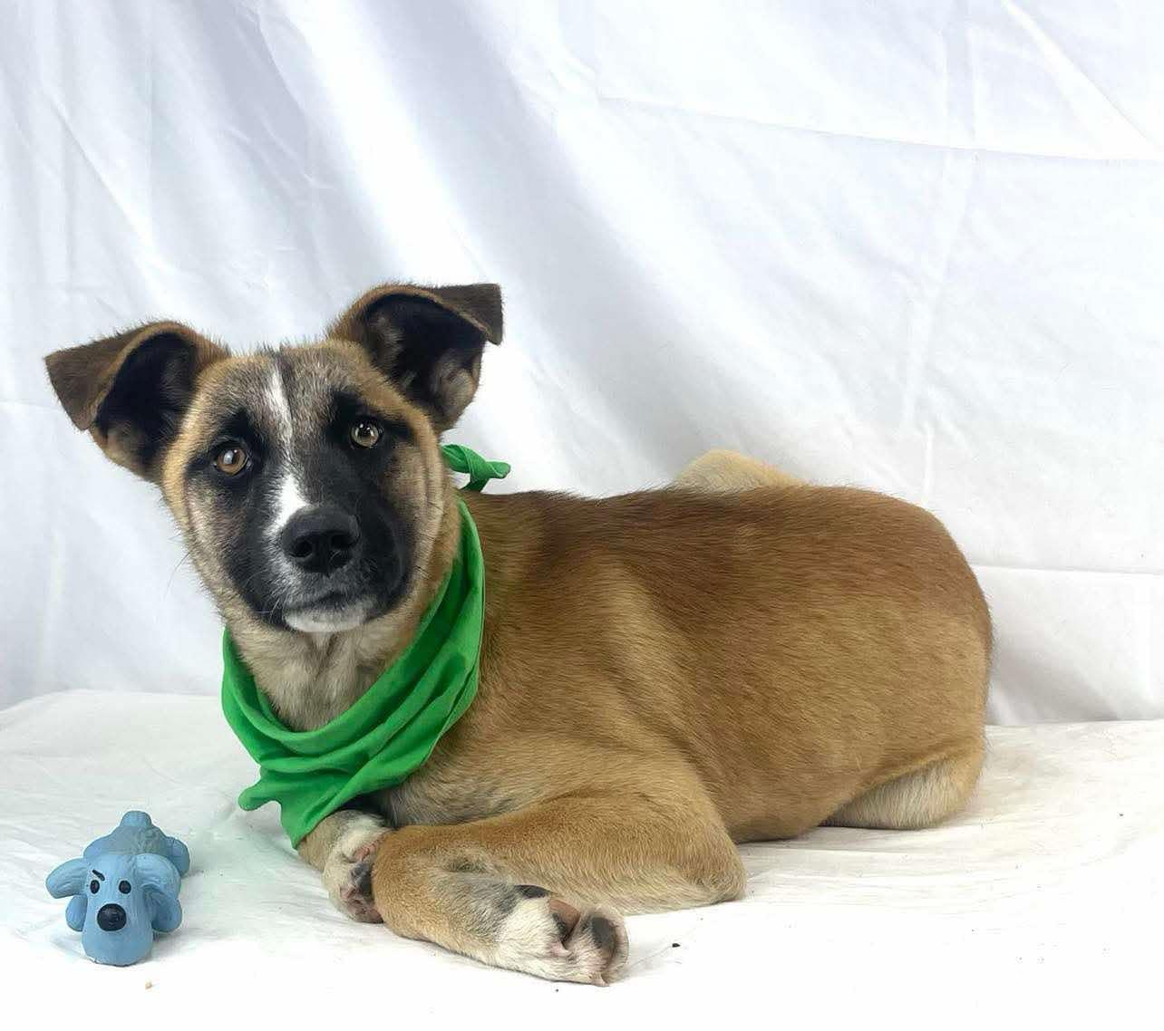 Dog for adoption - Clover the shepherd mix, a Black Mouth Cur & Belgian ...