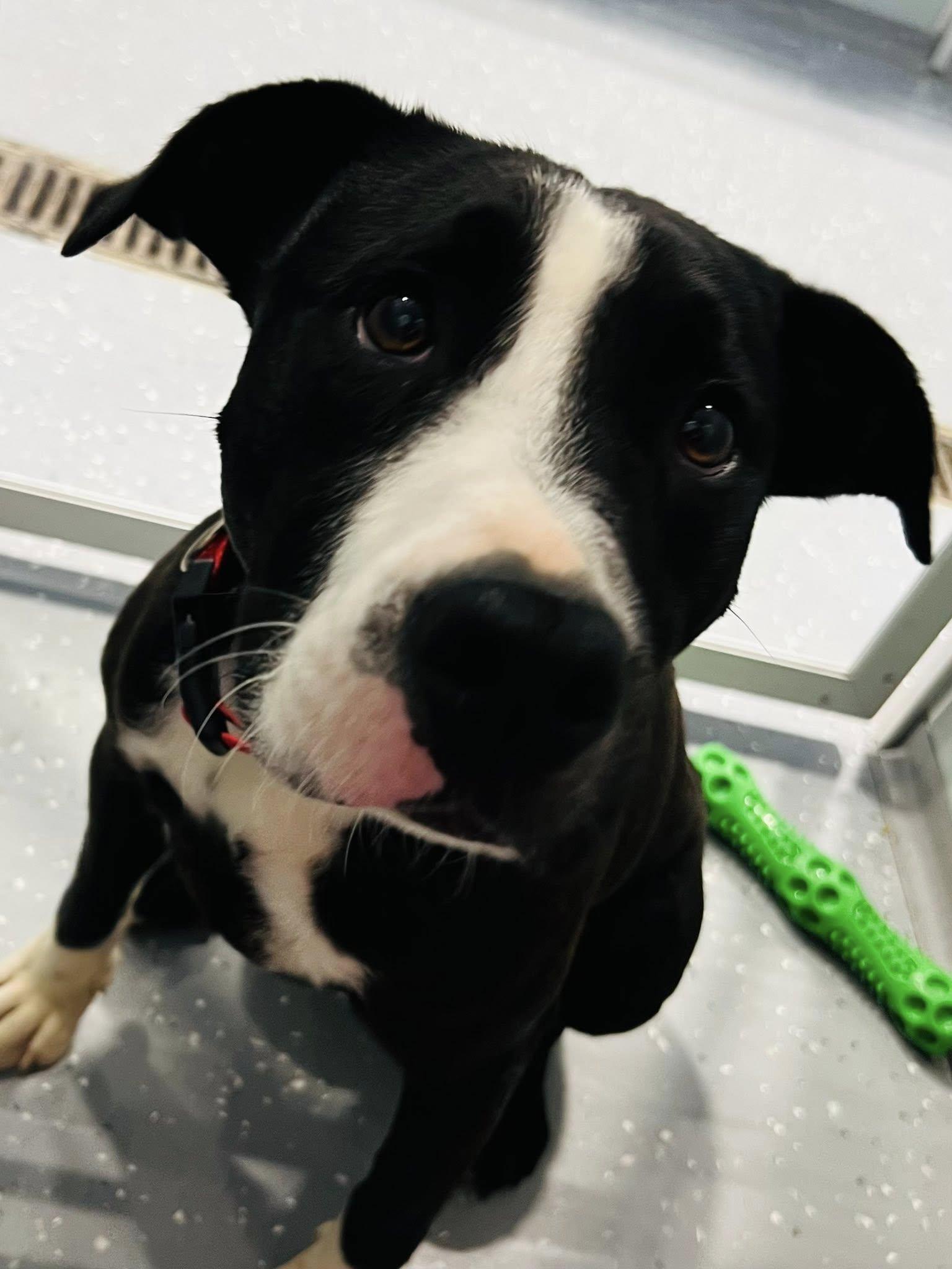 Dog for adoption - Davis, a Mixed Breed in Davenport, IA | Petfinder