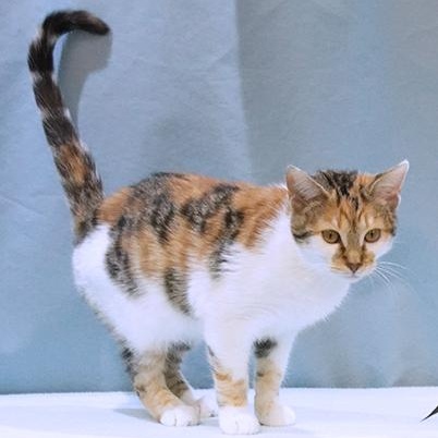 Cat for adoption - Kallie, a Calico & Tabby Mix in Maynardville, TN ...
