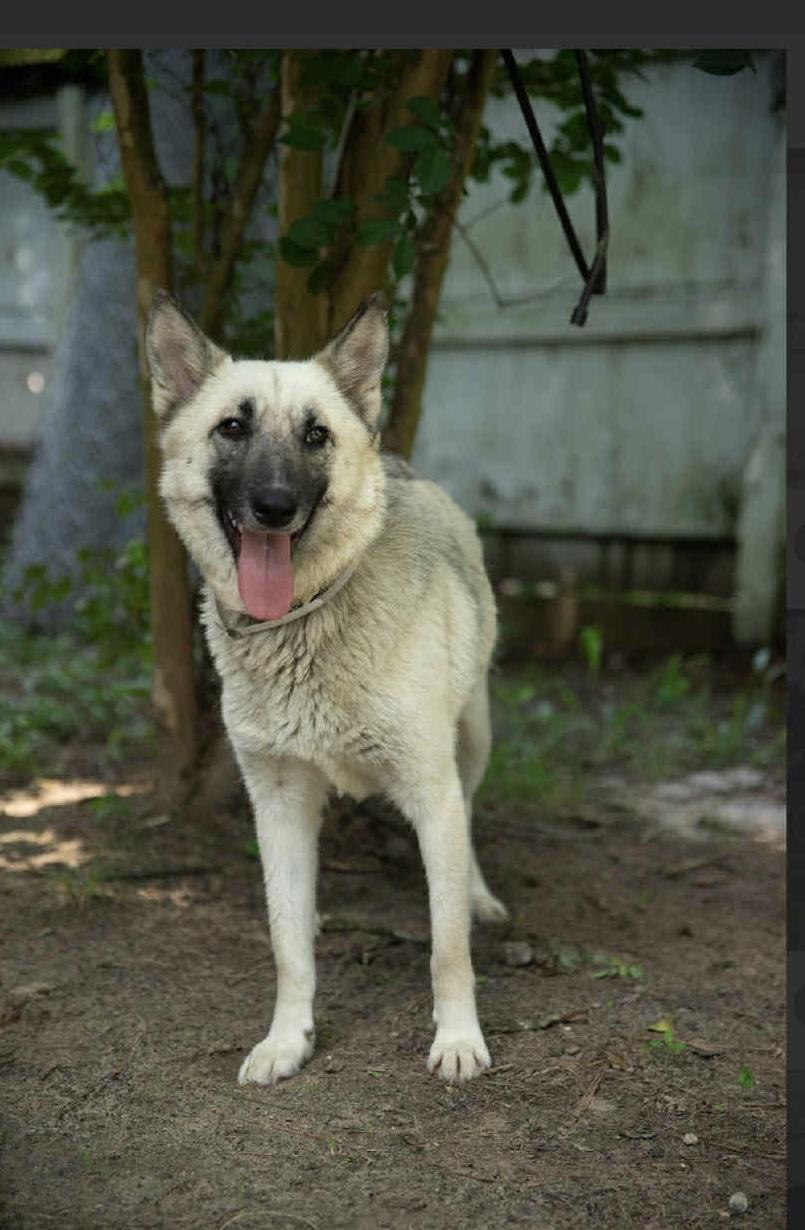 Dog for adoption - Luna, a German Shepherd Dog Mix in Austin, TX ...
