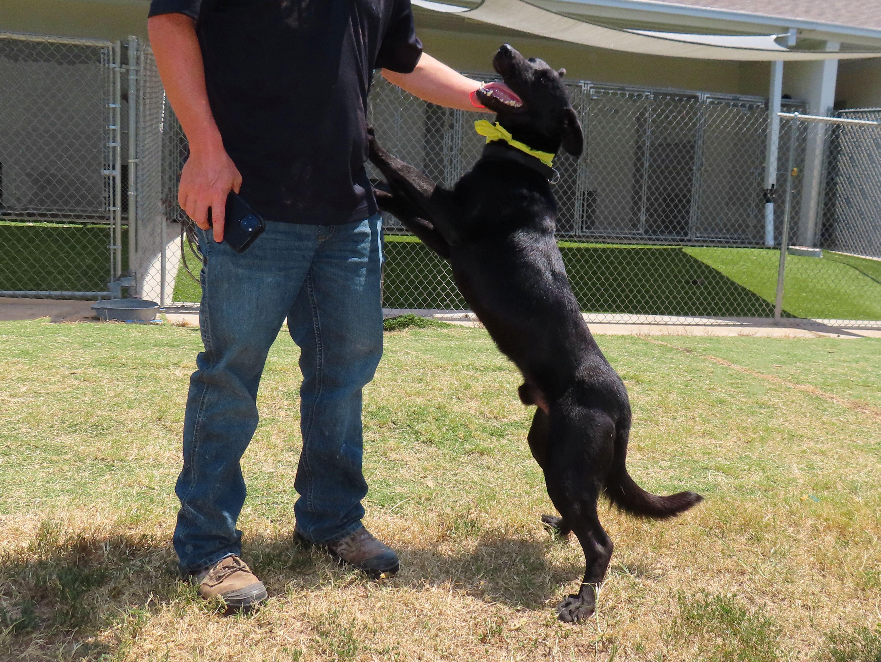 Dog for adoption - Wolfgang Van Halen 25C-213, a Dutch Shepherd & Black ...