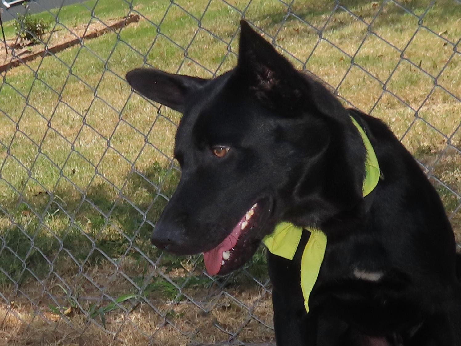 Dog for adoption - Wolfgang Van Halen 25C-213, a Dutch Shepherd & Black ...