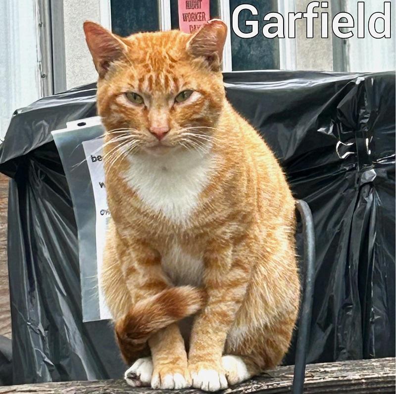 Cat for adoption - GARFIELD, a Domestic Short Hair in Pegram, TN ...