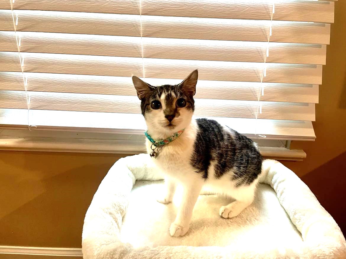 Cat for adoption - Dolly, a Domestic Short Hair in Chantilly, VA ...