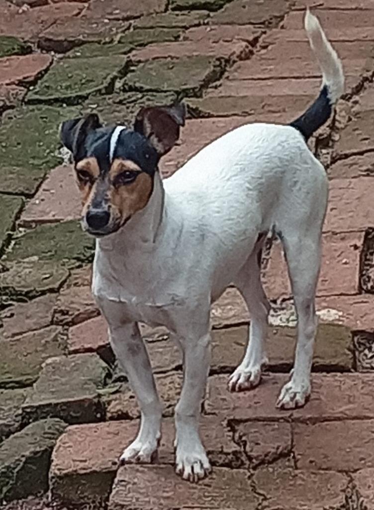 Dog for adoption - Capi, a Jack Russell Terrier & Chihuahua Mix in ...