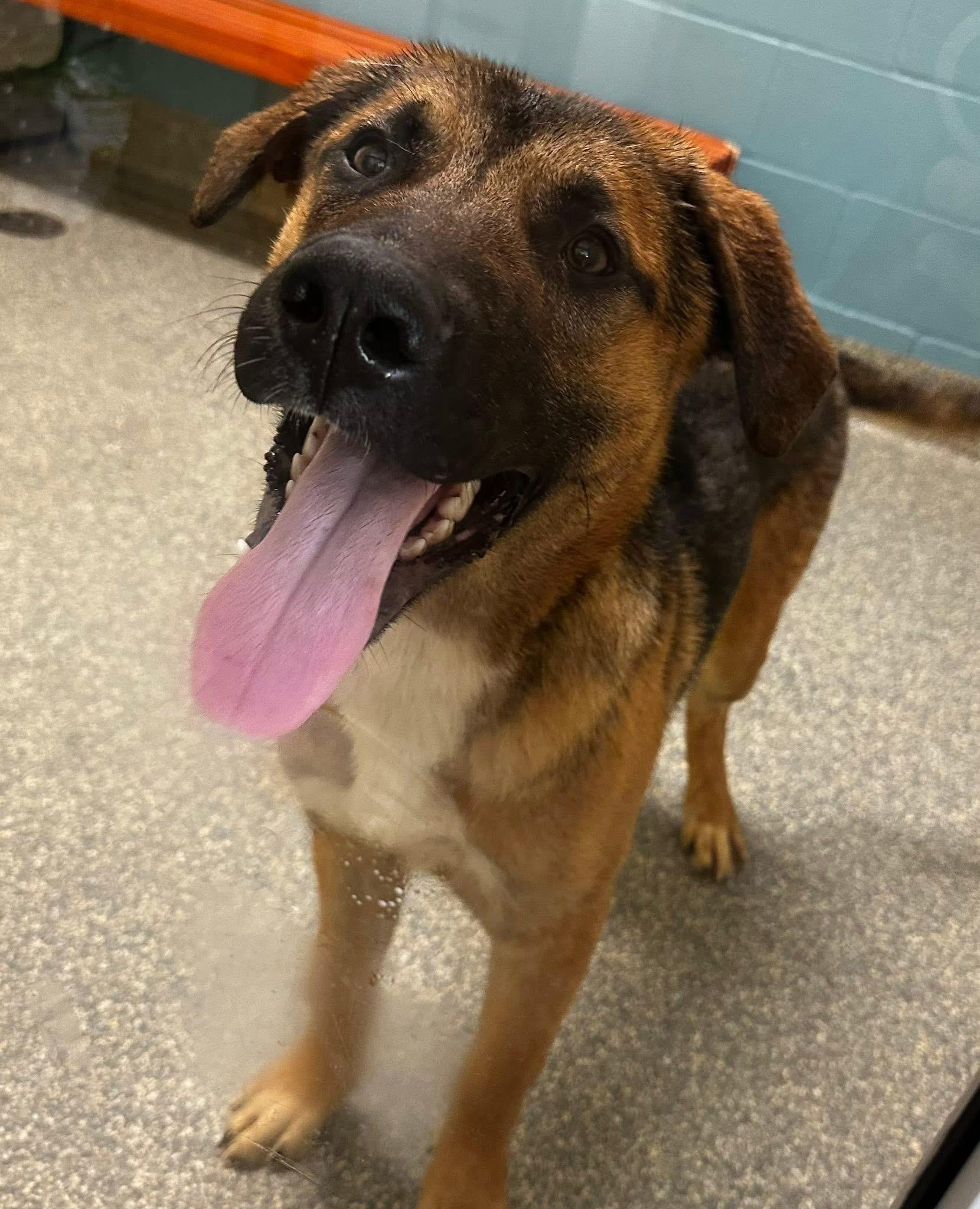 Dog for adoption - Chungus, a Shepherd Mix in Gladstone, MO | Petfinder