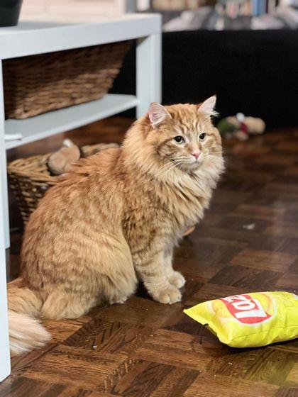Cat for adoption - Apollo, a Domestic Medium Hair in Toronto, ON ...