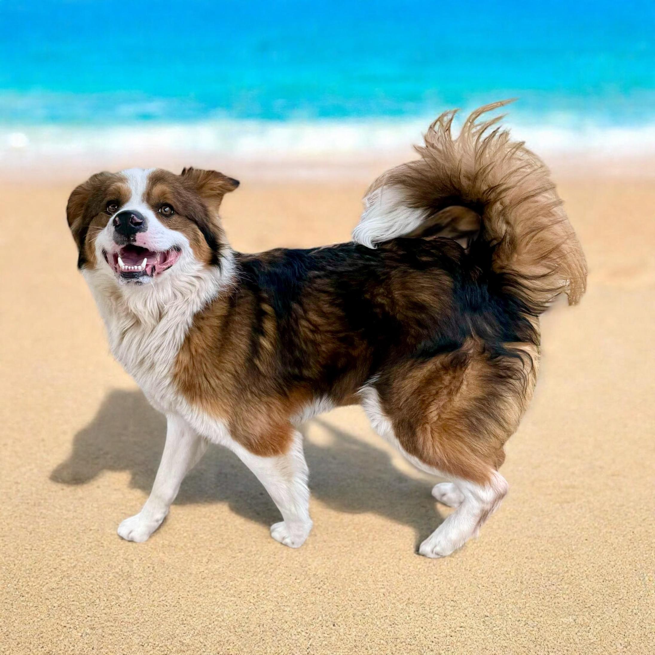 Dog for adoption - Ludwig, a Border Collie & Australian Shepherd Mix in ...