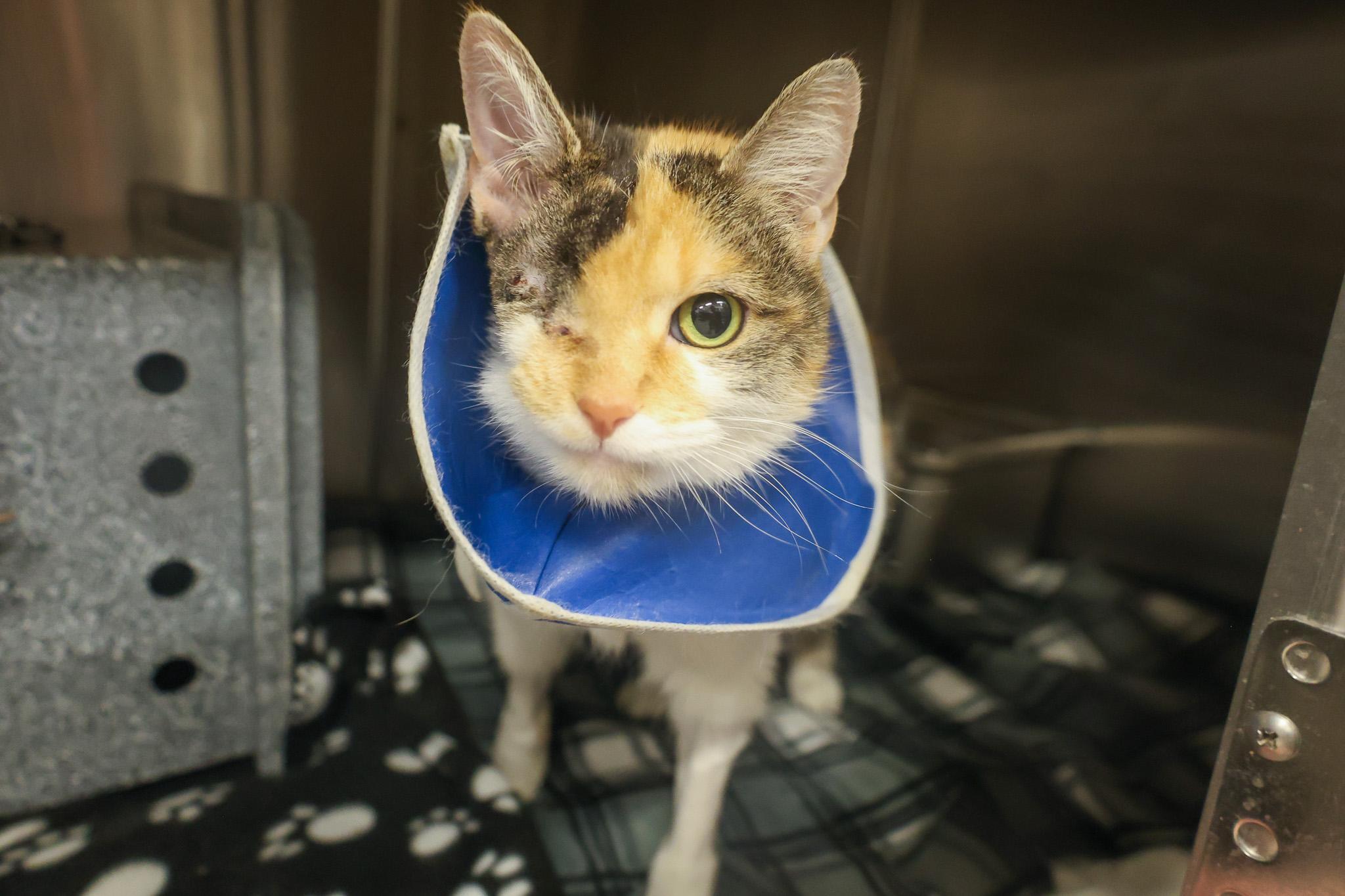 Ivy - Adoptable Pet | Petfinder | Petfinder