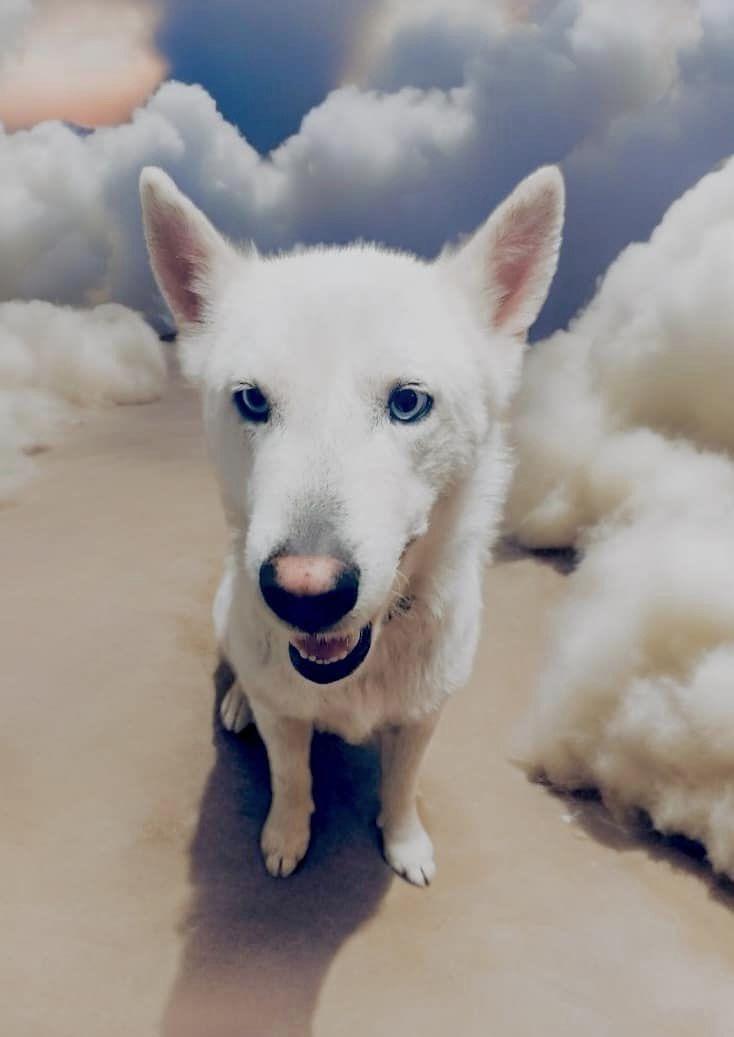 Dog for adoption - Lilli, a Husky in Clive, IA | Petfinder