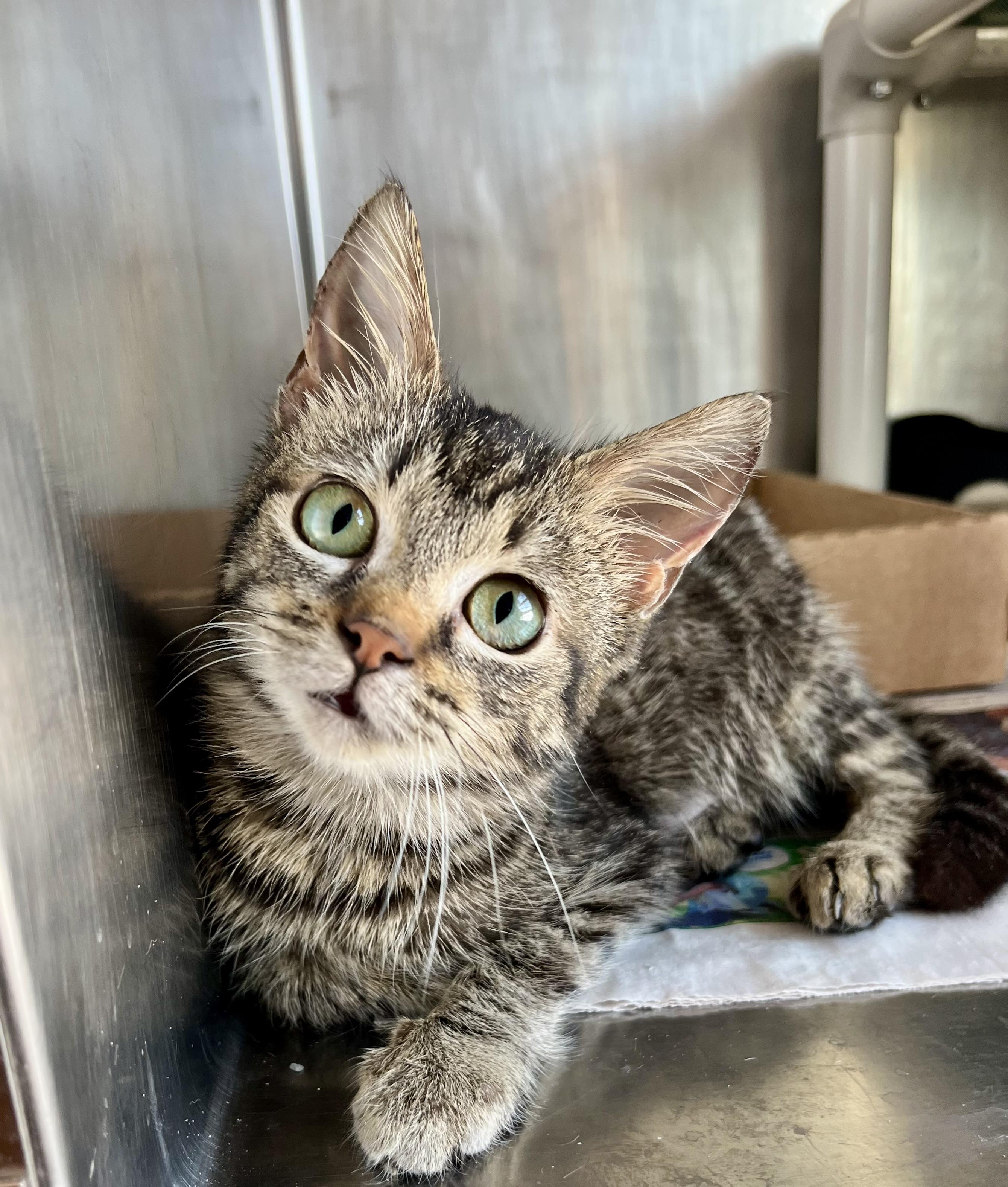 Cat for adoption - Gimli, a Domestic Short Hair in Seville, OH | Petfinder