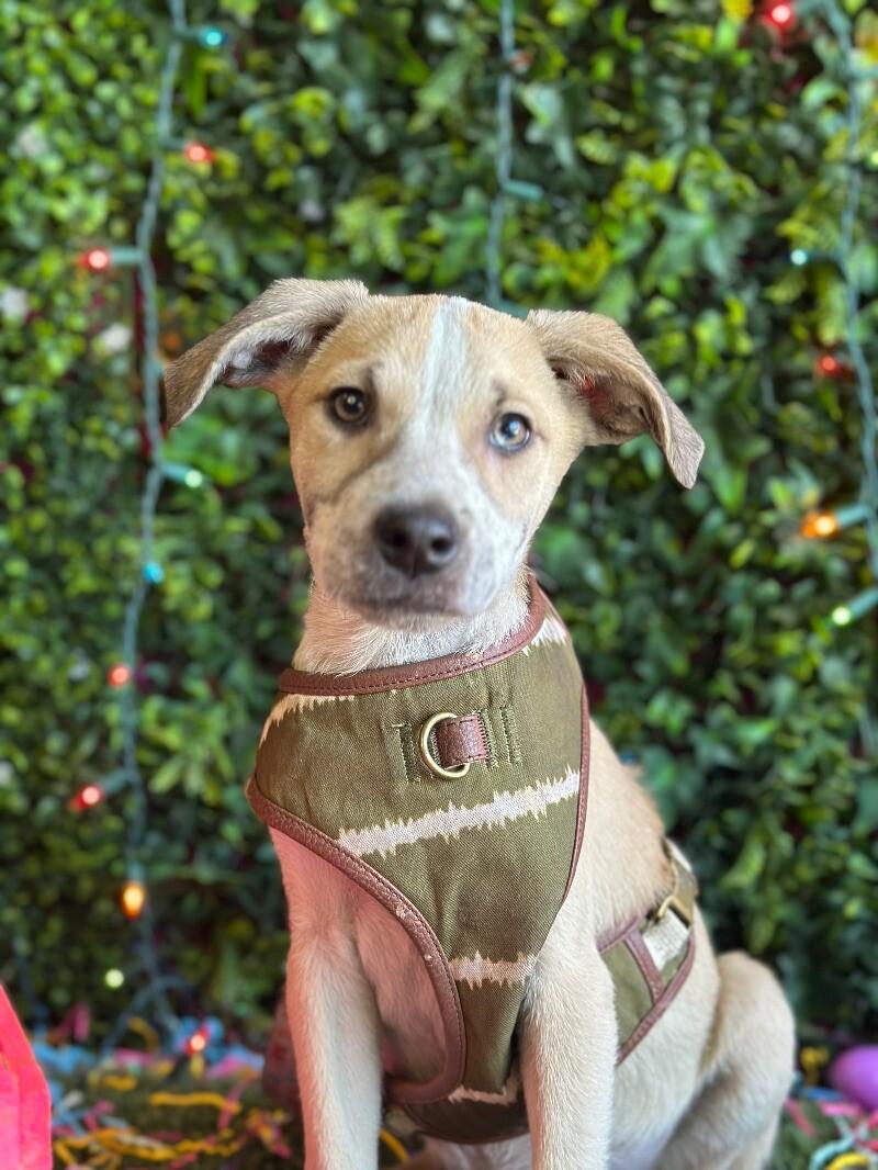 Dog for adoption - Louis, a Labrador Retriever & Mountain Cur Mix in ...