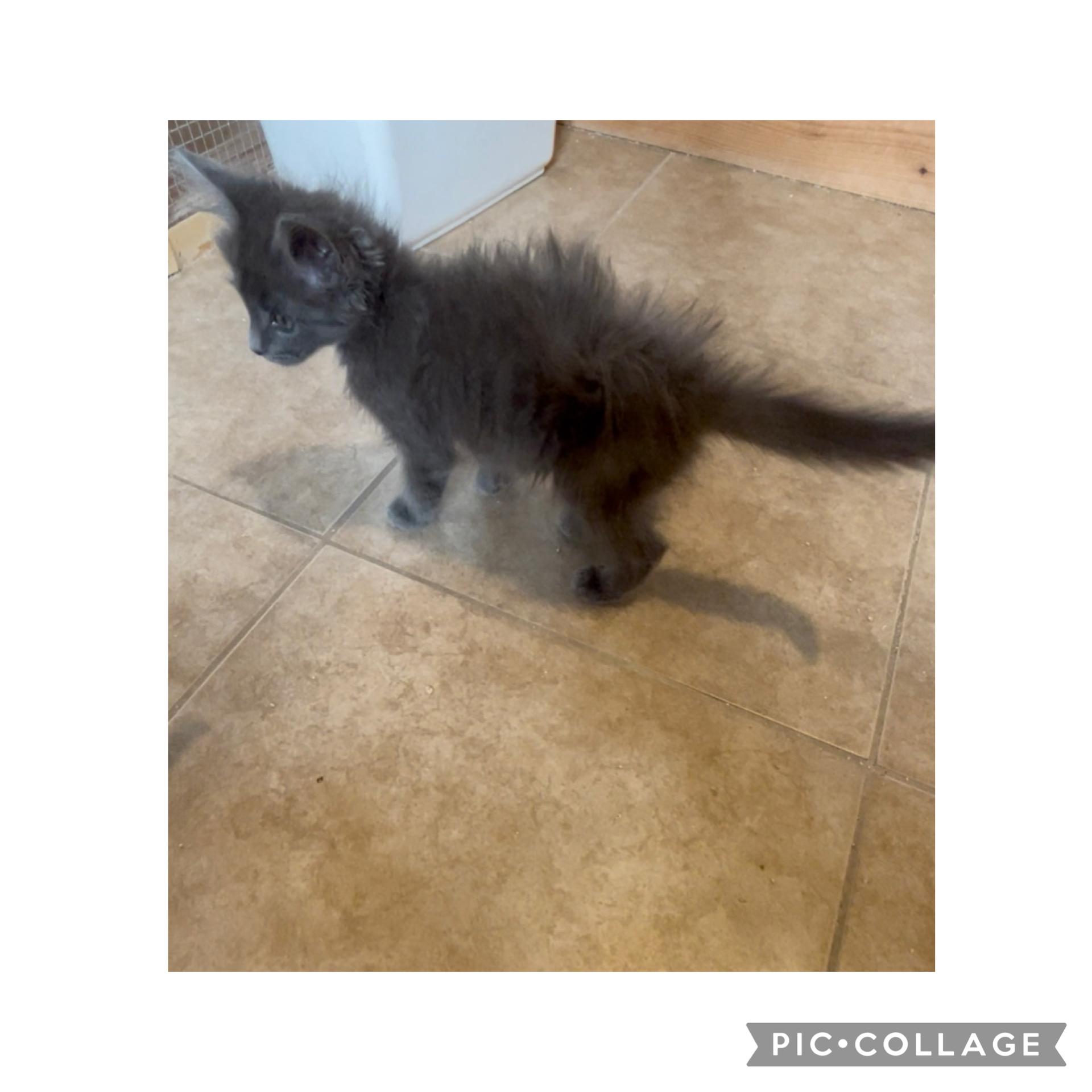 Cat for adoption - Pending Home- Ellis & Kiska, a Maine Coon & Nebelung ...