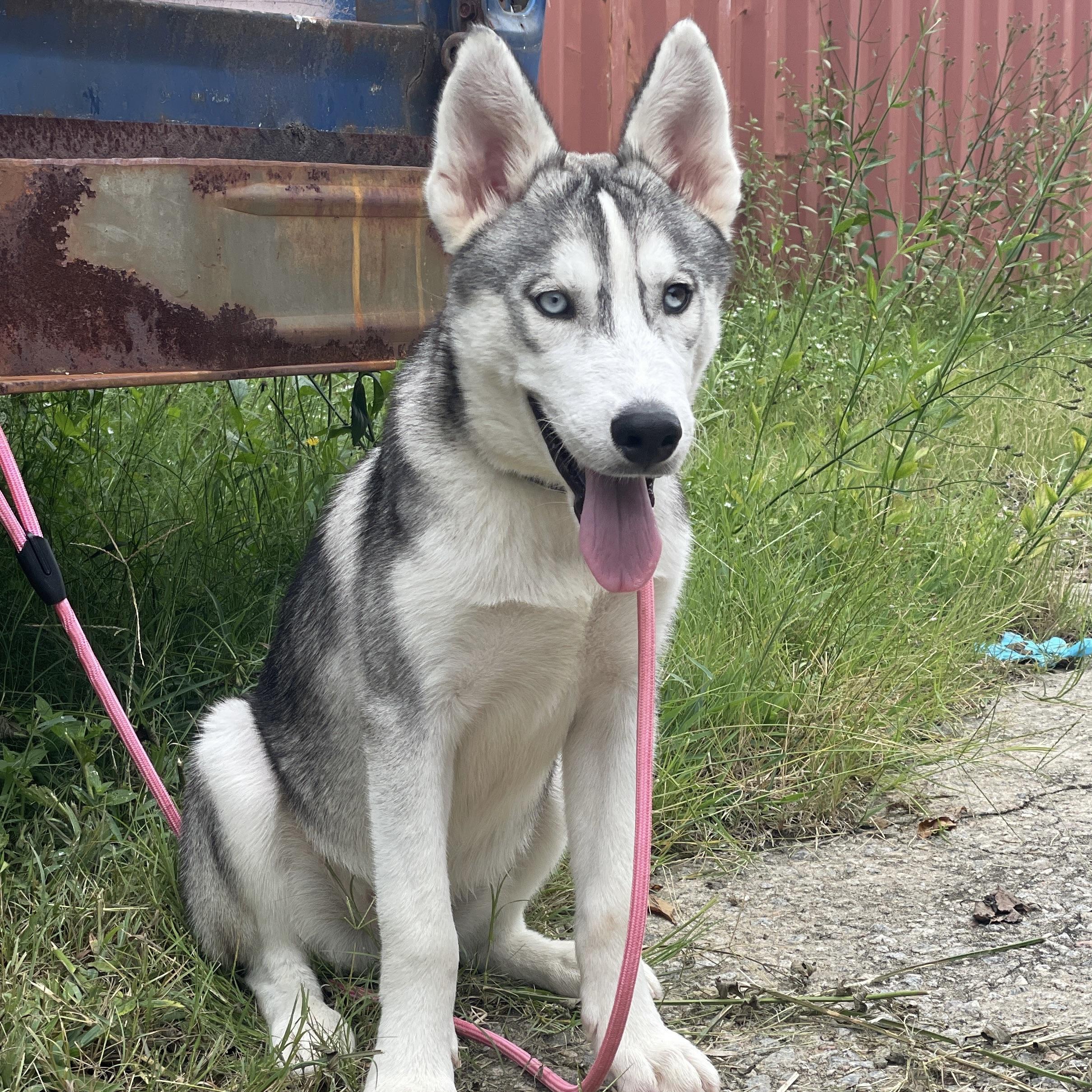 Dog for adoption - Brennan, a Husky Mix in Milford, CT | Petfinder