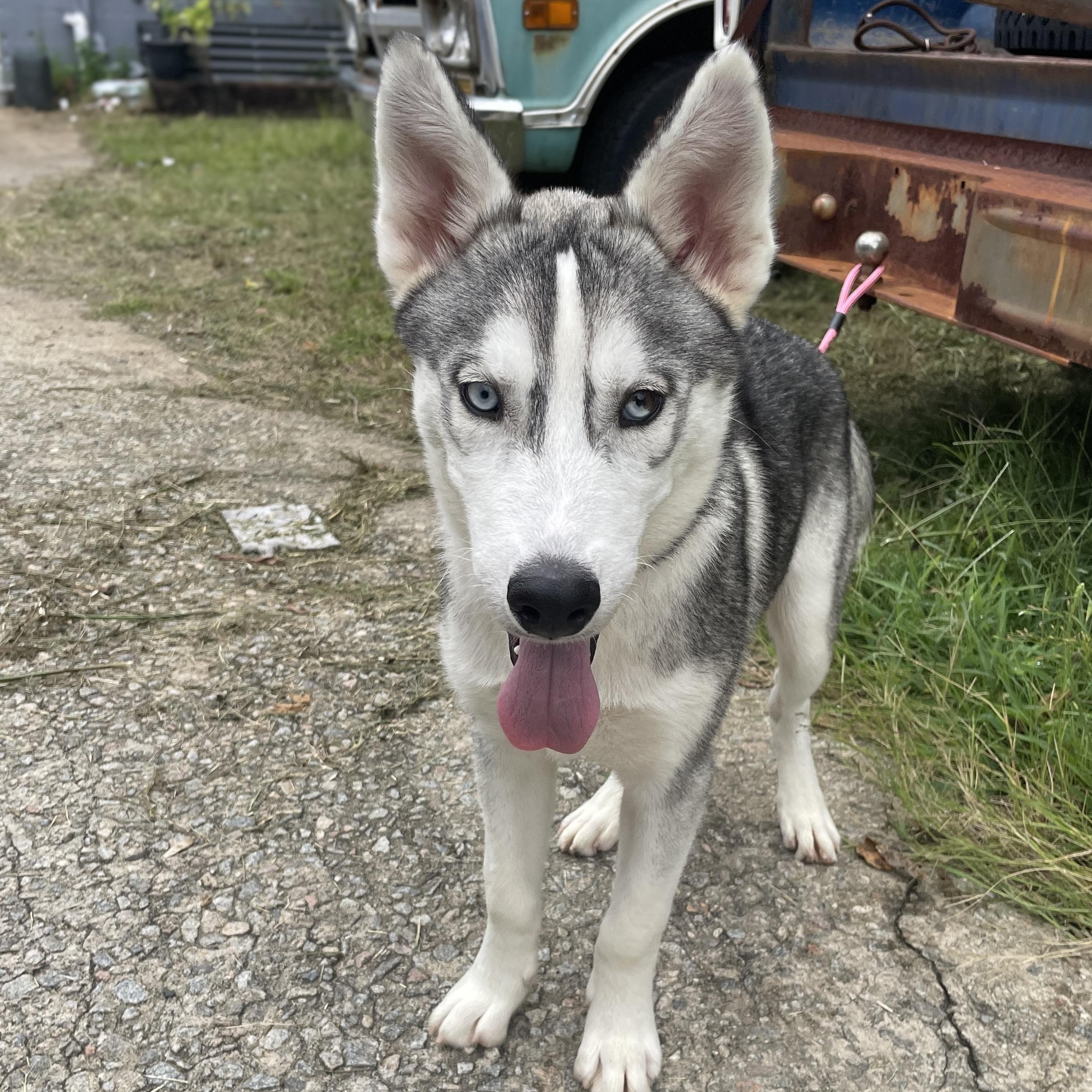 Dog for adoption - Brennan, a Husky Mix in Milford, CT | Petfinder