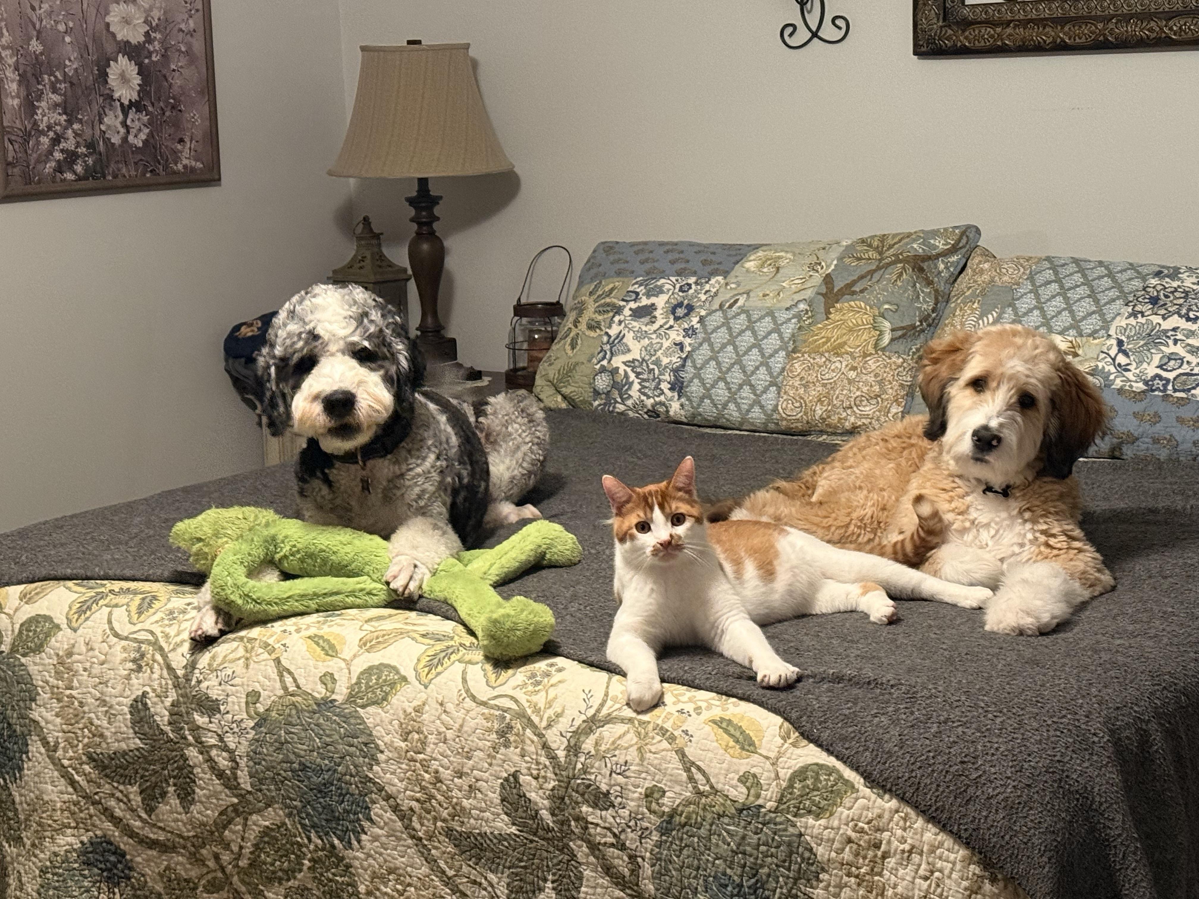 LEO - Adoptable Pet | Petfinder | Petfinder