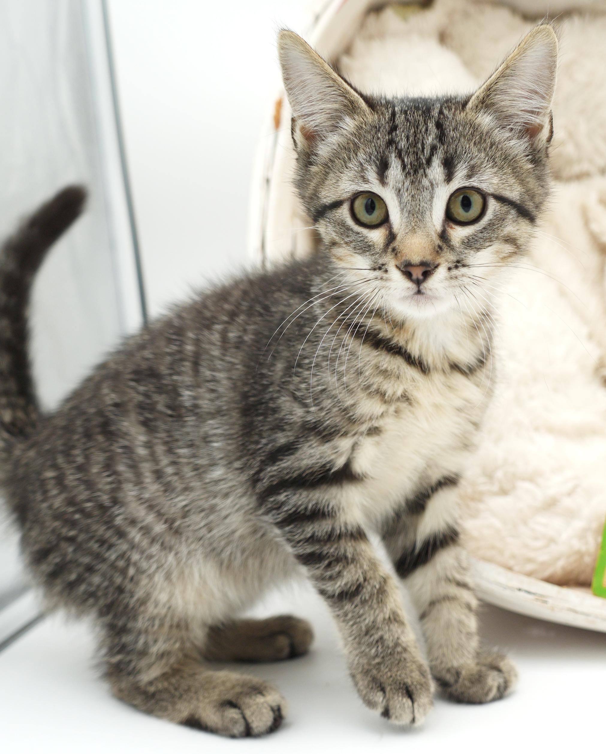 Cat for adoption - Blizzard is a blast! Super model petite prince of ...