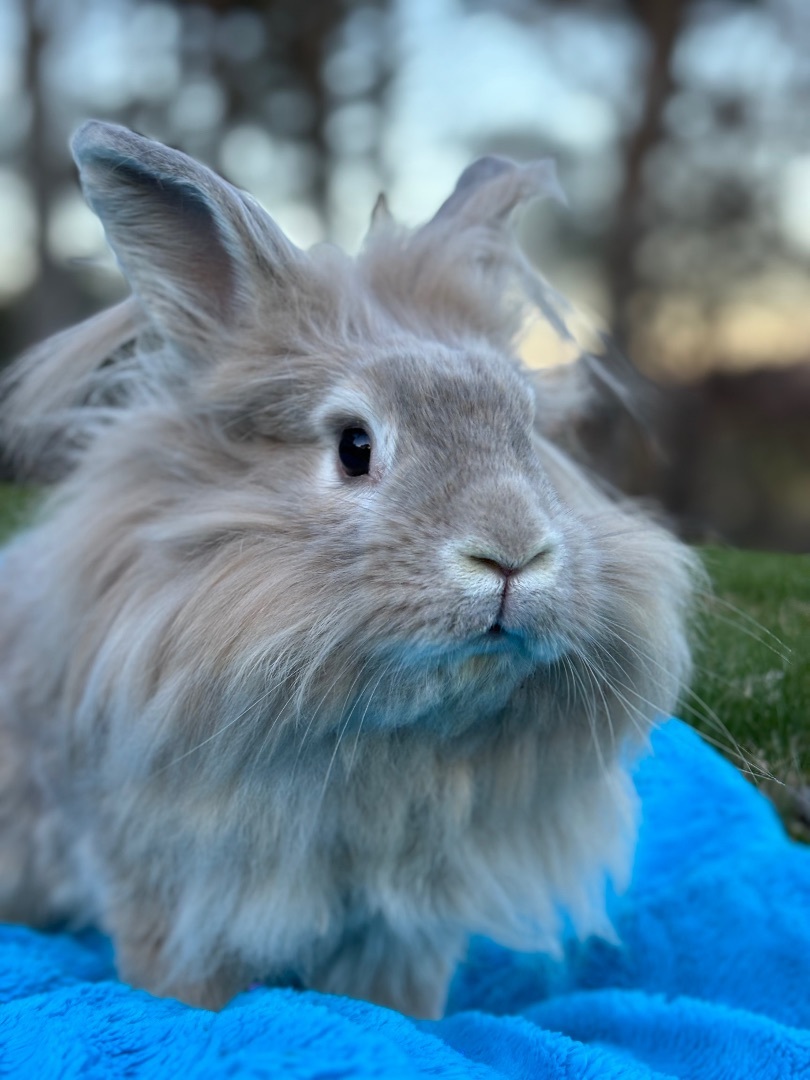 Rabbit for adoption - Stanley, a Lionhead in Westerville, OH | Petfinder