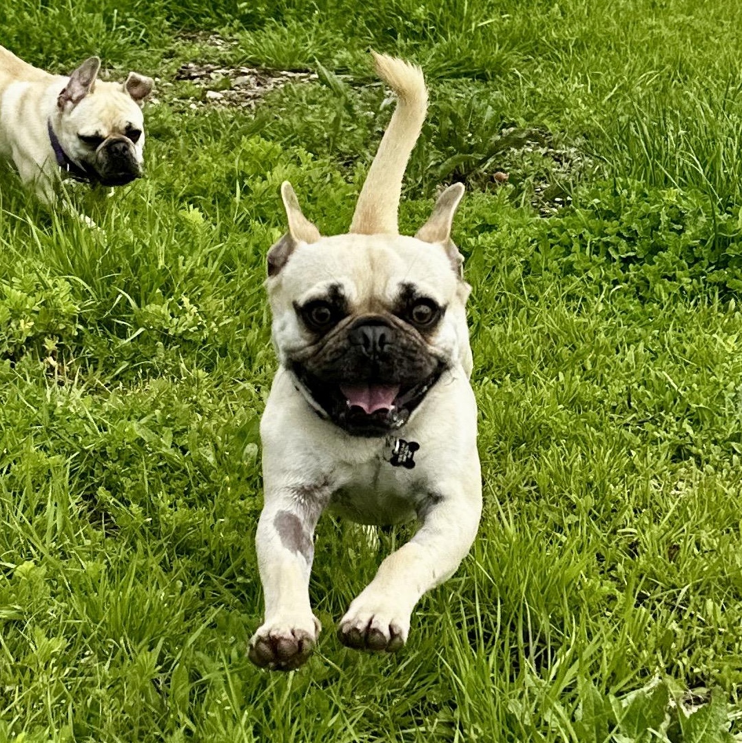 Dog for adoption - Urano, a Pug Mix in Santa Rosa, CA | Petfinder