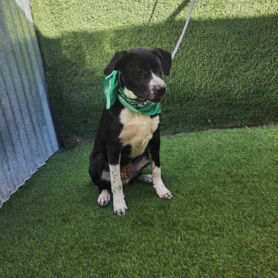 Dog for adoption - Oreo, a Border Collie Mix in Auburn, ME | Petfinder