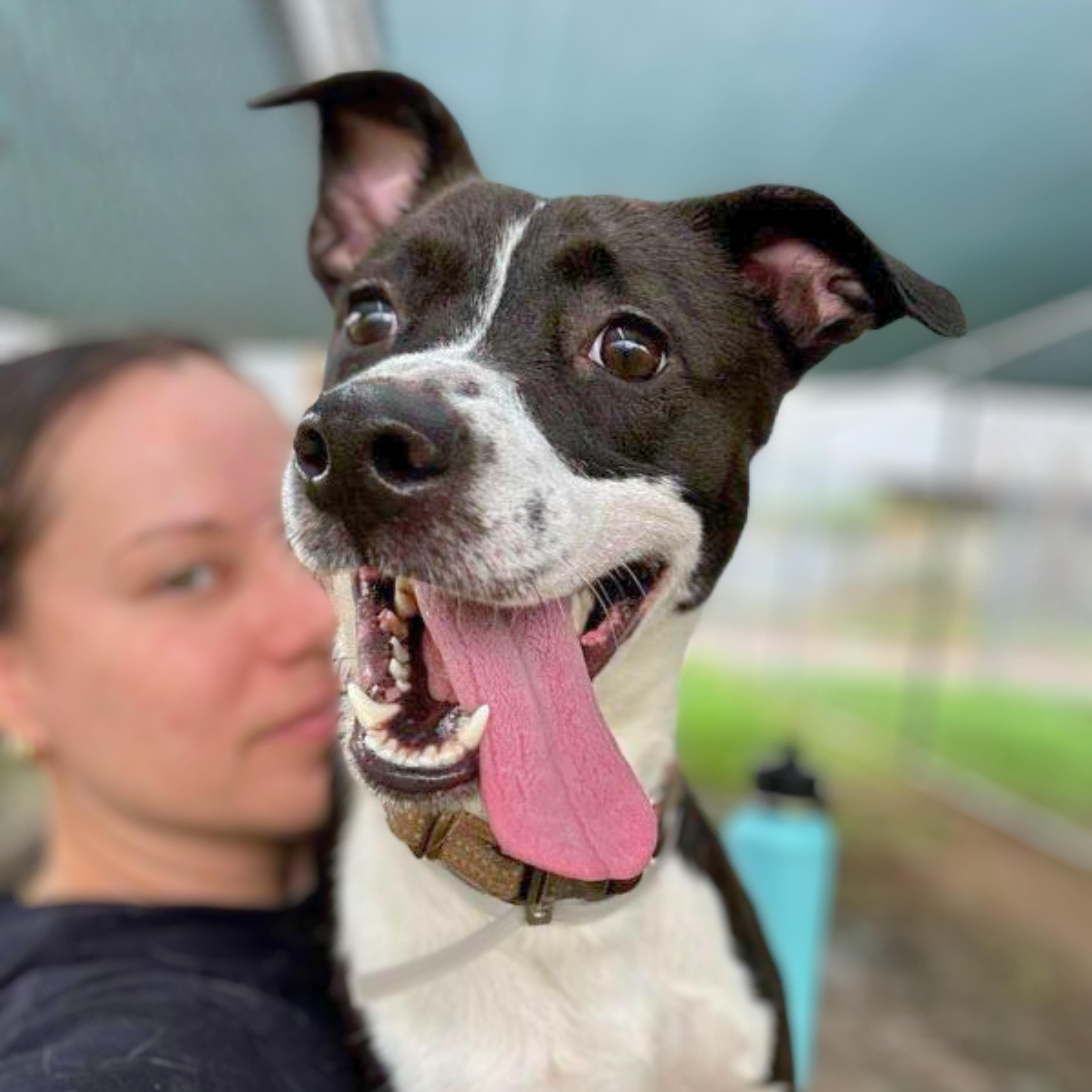 Dog for adoption - Angel, an American Staffordshire Terrier Mix in ...