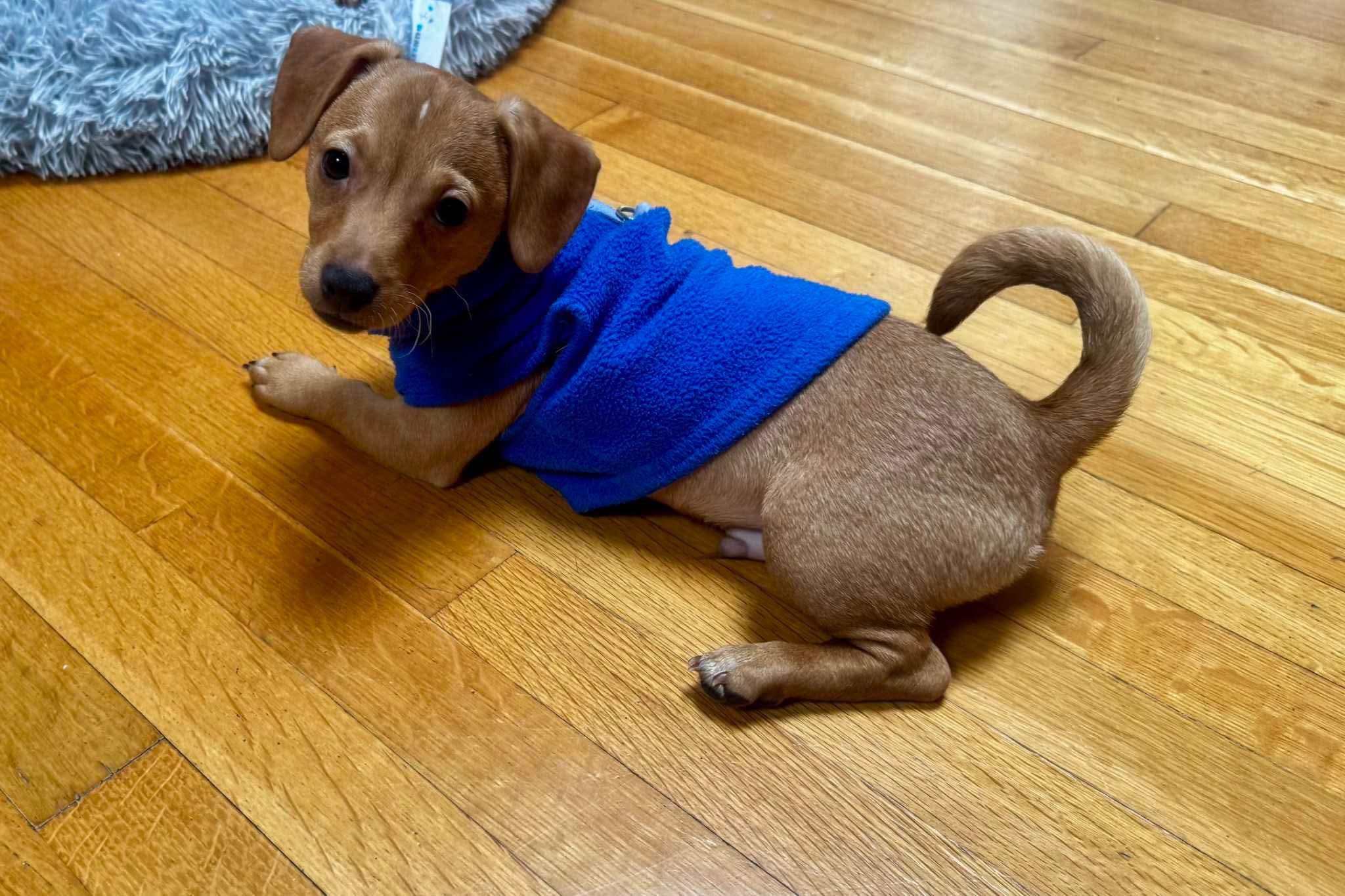 Dog for adoption - Stewie, a Chihuahua Mix in Puyallup, WA | Petfinder