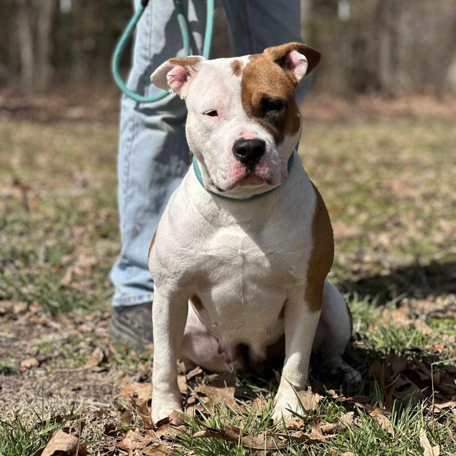 Dog for adoption - Akai, a Pit Bull Terrier in Raleigh, NC | Petfinder