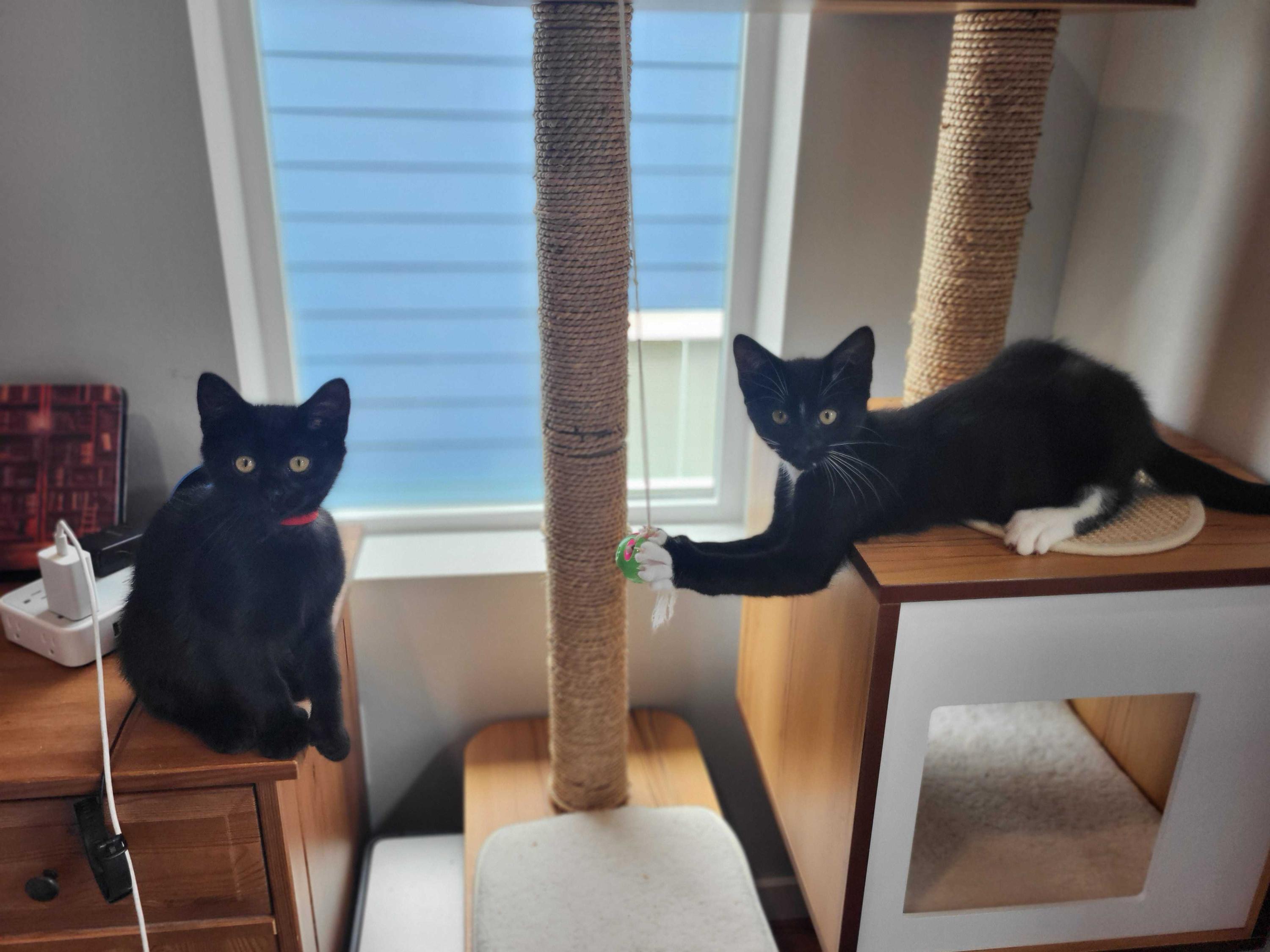 Cat for adoption - Wendigo and Bigfoot, a Domestic Short Hair in ...