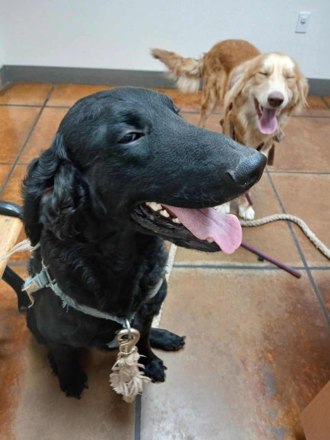 Dog for adoption - Bingo, a Golden Retriever & Australian Shepherd Mix ...