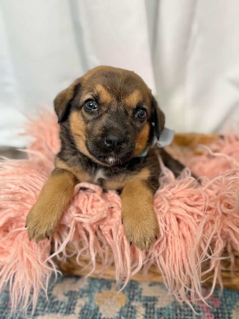 Dog for adoption - Silver Maple Tree, a Rhodesian Ridgeback & Labrador ...