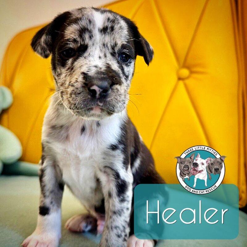 Dog for adoption - Healer Chelsea, a Labrador Retriever & Australian ...