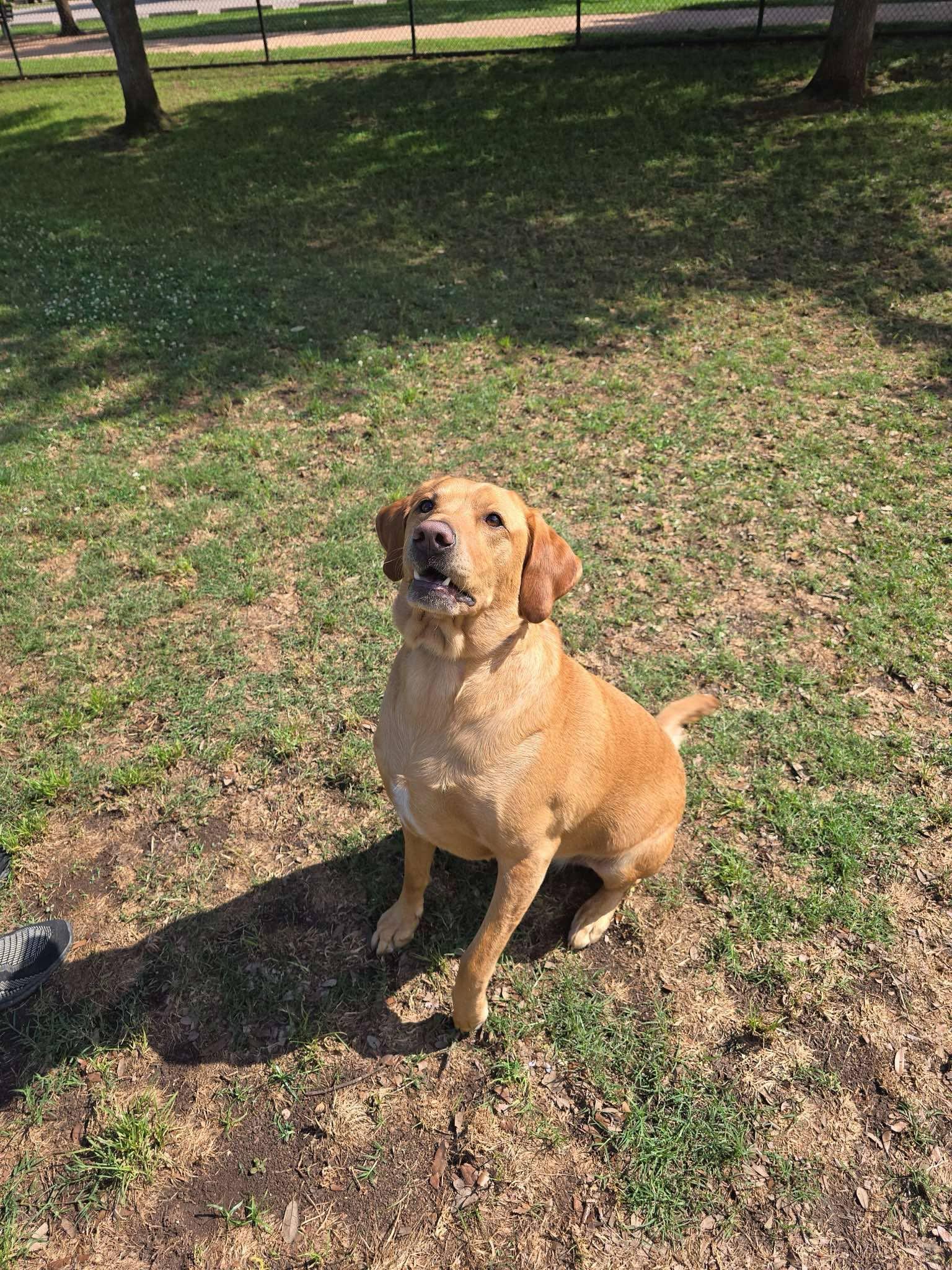Dog for adoption - Dexter, a Labrador Retriever Mix in Houston, TX ...