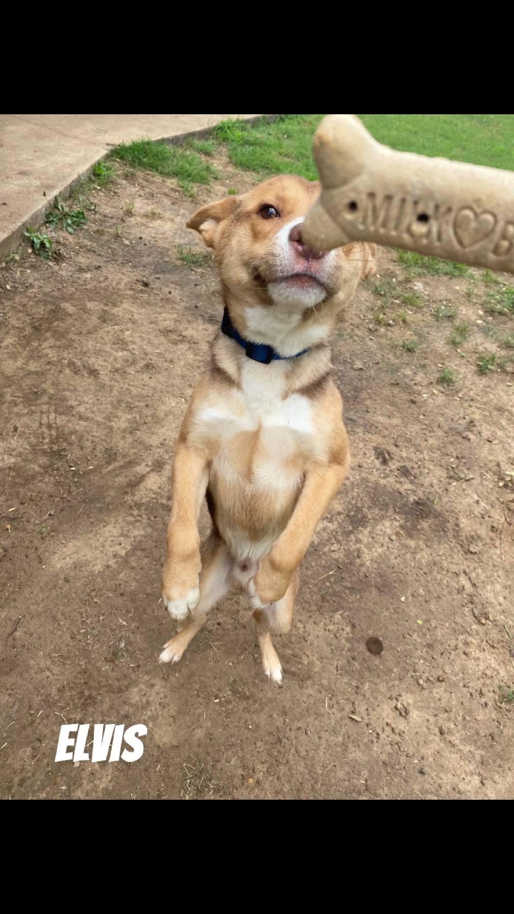 Dog for adoption - ELVIS, a Border Collie Mix in Scarborough, ME ...
