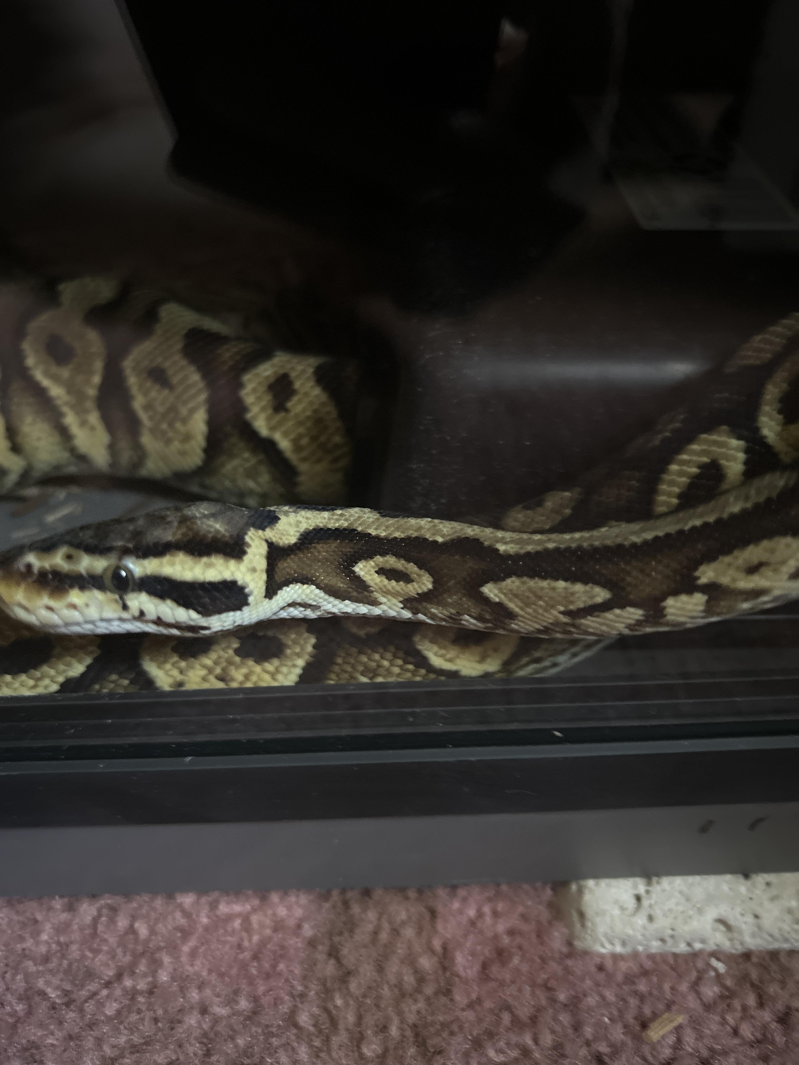 Snake for adoption - Hugs Ball Python, a Ball Python in Concord, CA ...