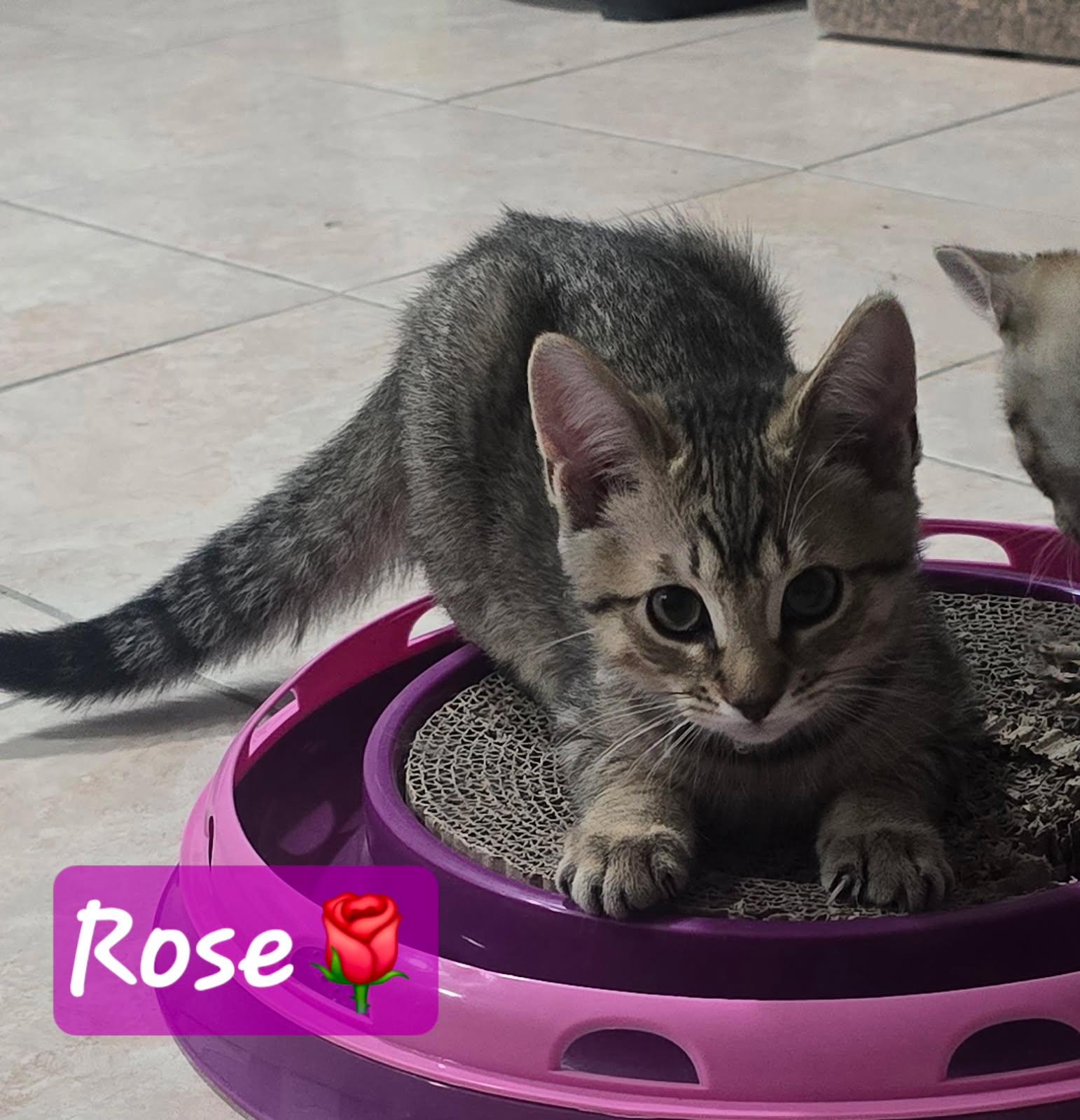 Cat for adoption - Rose Corey Daisy Iris, a Tabby & Domestic Short Hair Mix in Nyack, NY | Petfinder