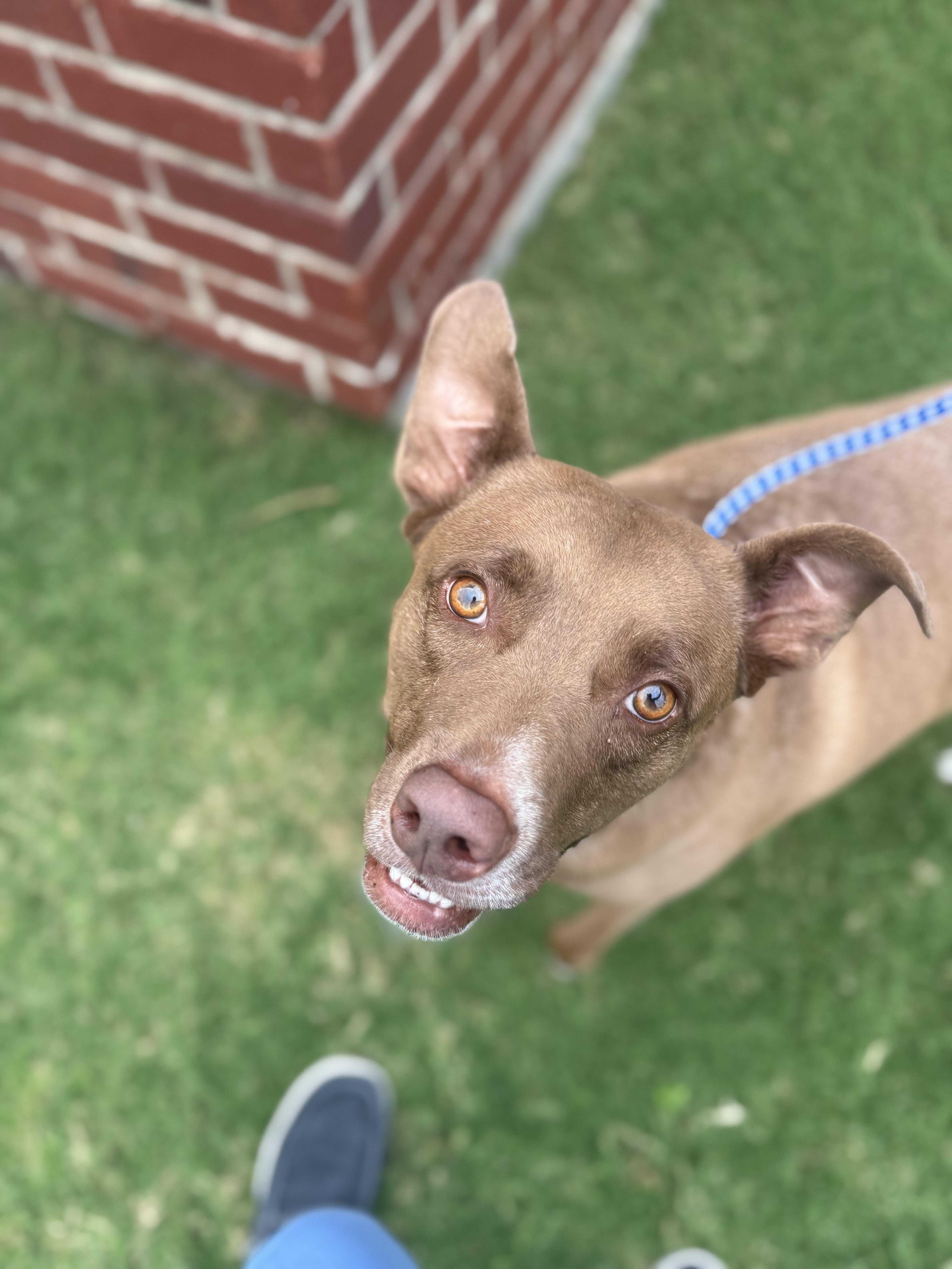 Dog for adoption - Little Brother, a Labrador Retriever Mix in Prosper ...