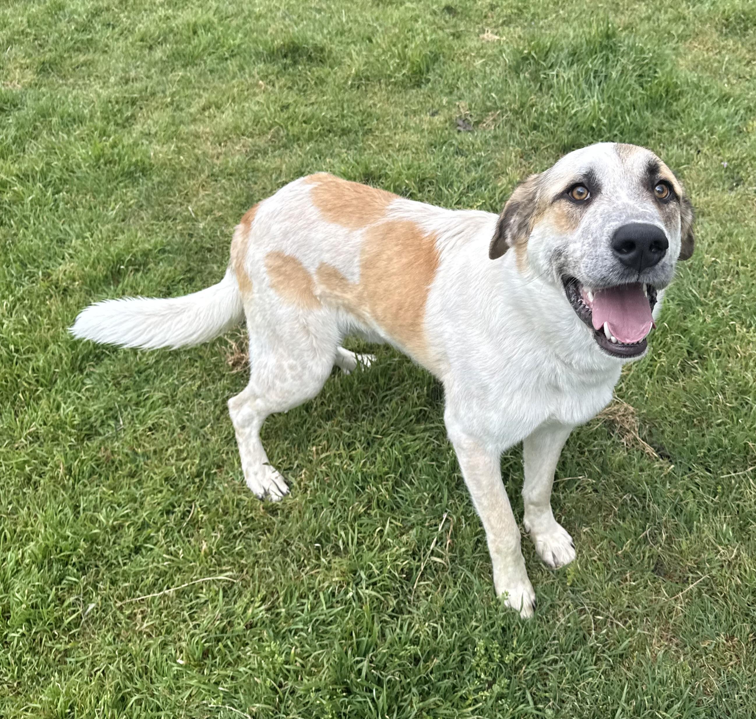 Dog for adoption - Carl, an Anatolian Shepherd Mix in Denver, CO | Petfinder
