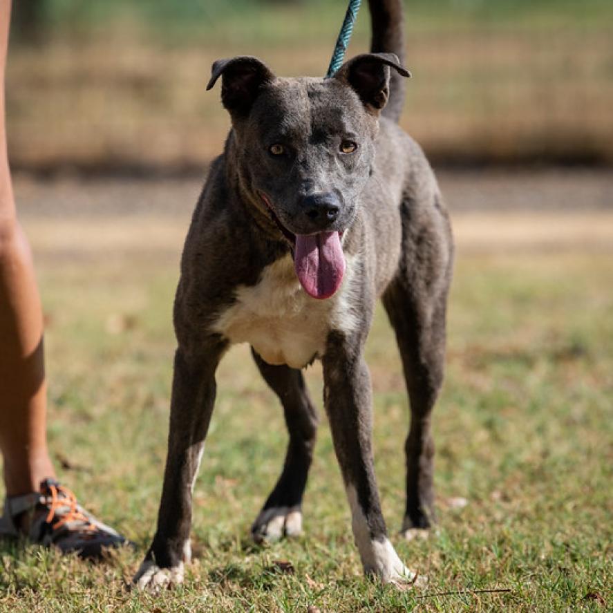 Dog for adoption - Maxine JuM, a Blue Lacy & Labrador Retriever Mix in ...