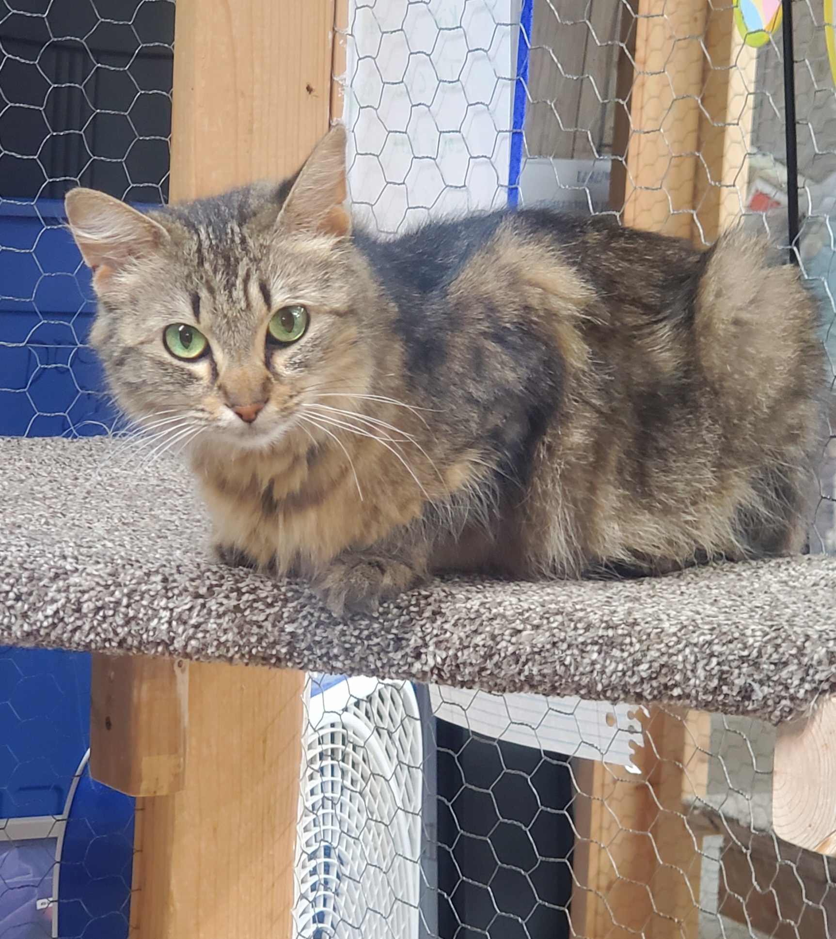Cat for adoption - Smorz, a Domestic Medium Hair in Faribault, MN ...