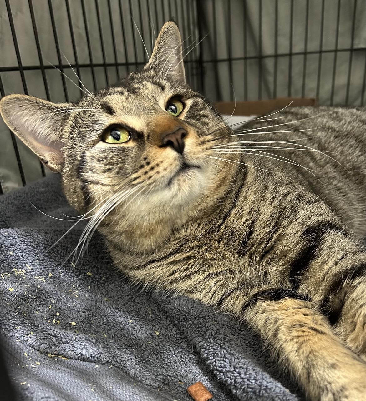 Our Cats – Westfield Homeless Cat Project