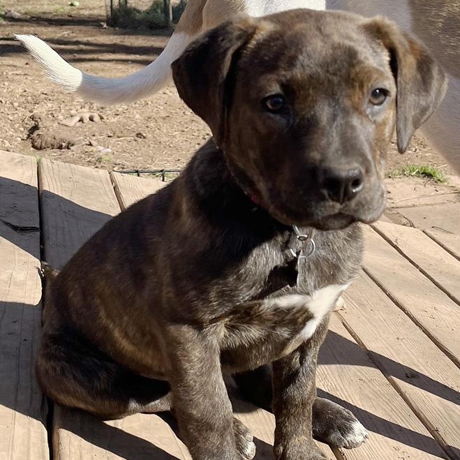 Dog for adoption - Chloe, a Labrador Retriever & Boxer Mix in Oklahoma City, OK | Petfinder