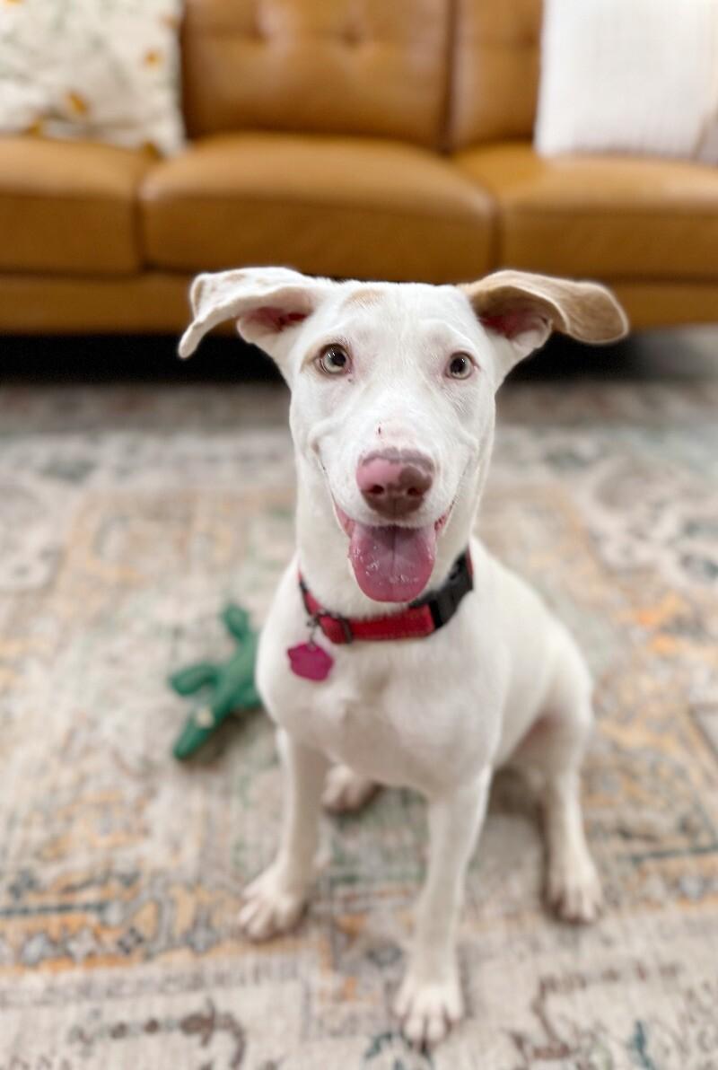 Dog for adoption - Posh Precious Sweet Silly Pup, a Pit Bull Terrier ...