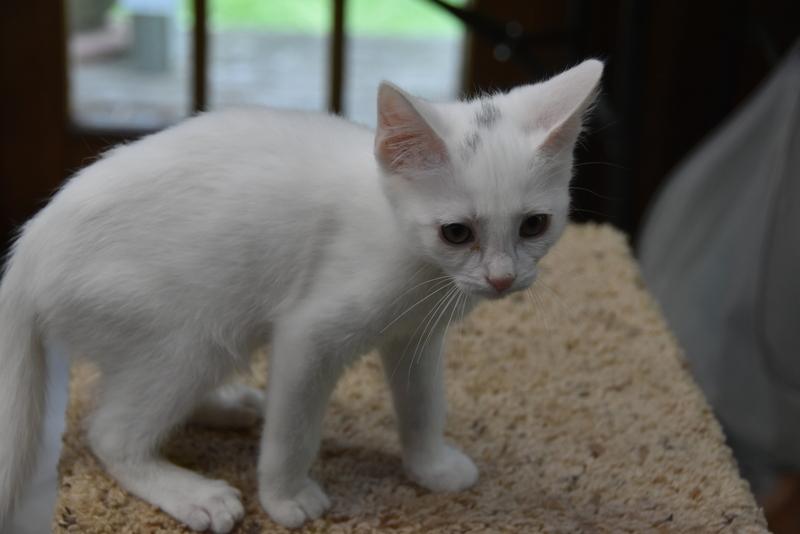 Cat for adoption - Arthur (Lisa-Fostered in New England), a Domestic ...