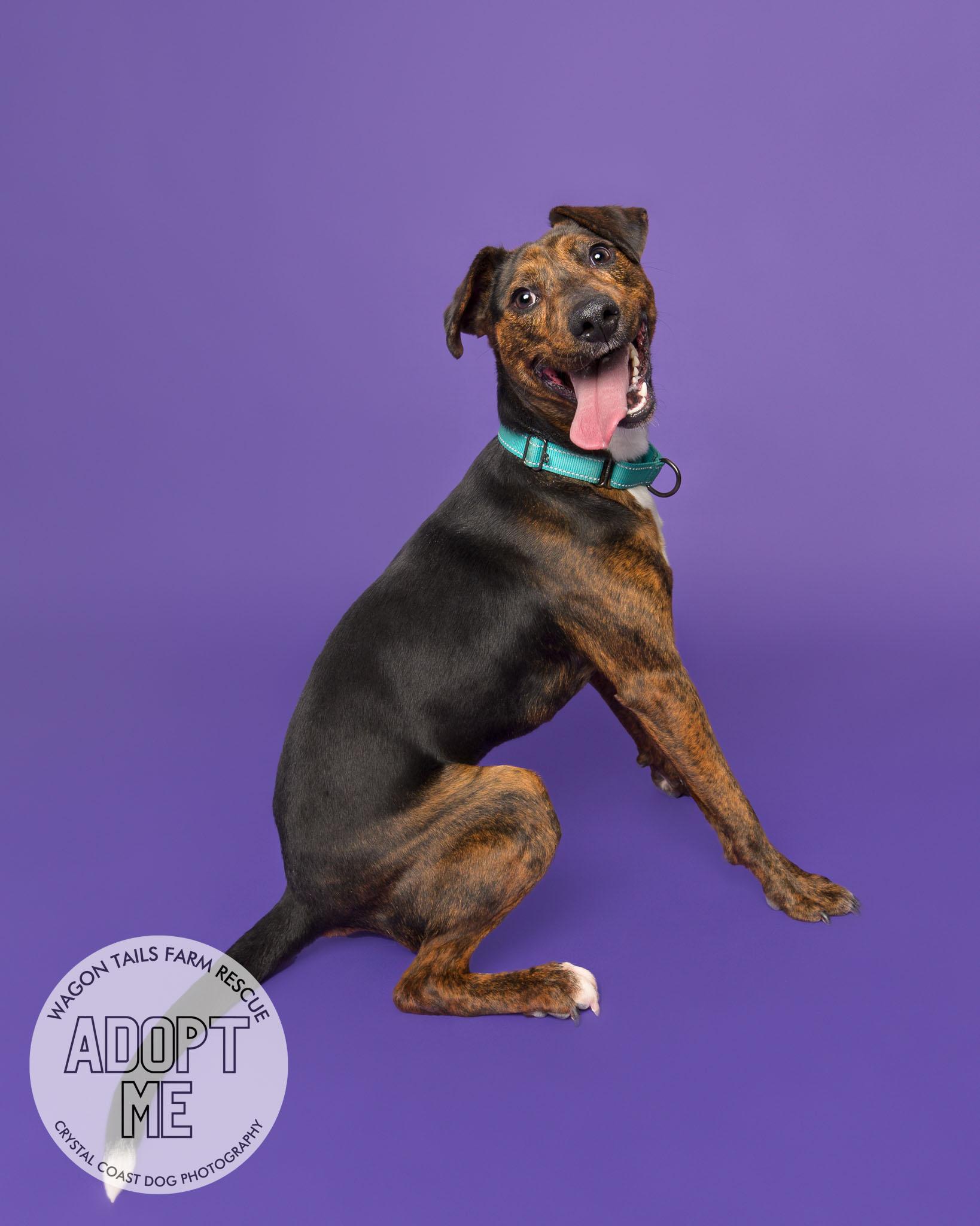 Dog for adoption - Liberty Biberty, a Terrier & Hound Mix in Wilmington ...