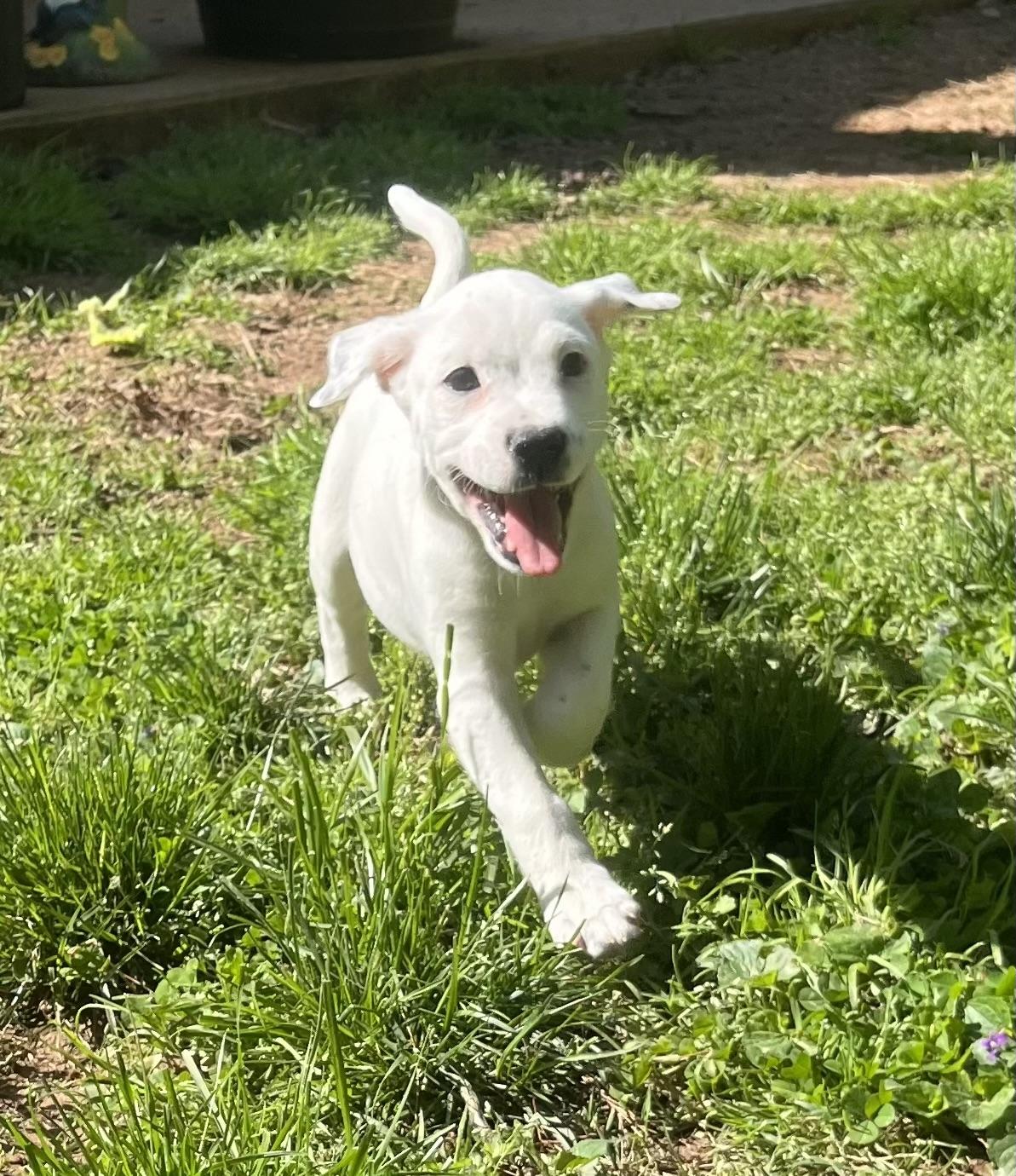 Dog for adoption - Storm, an English Pointer & Beagle Mix in Maiden, NC ...