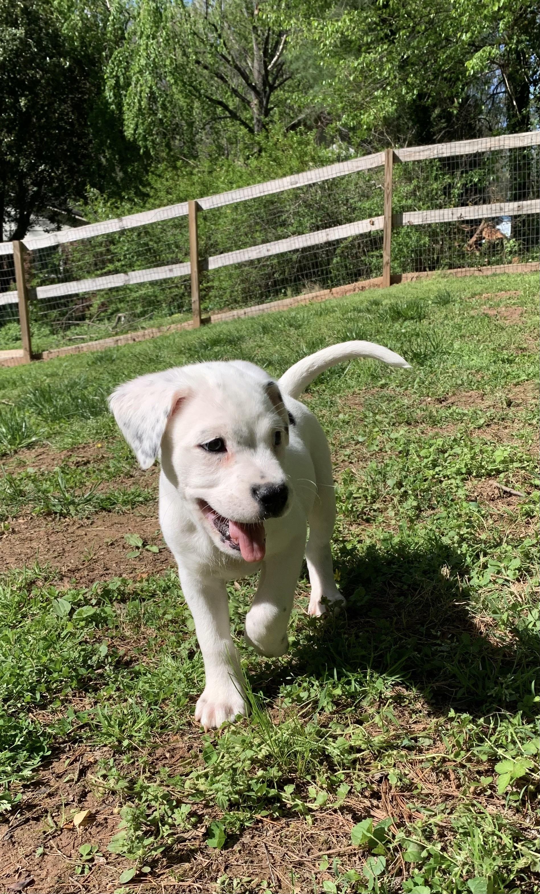 Dog for adoption - Storm, an English Pointer & Beagle Mix in Maiden, NC ...
