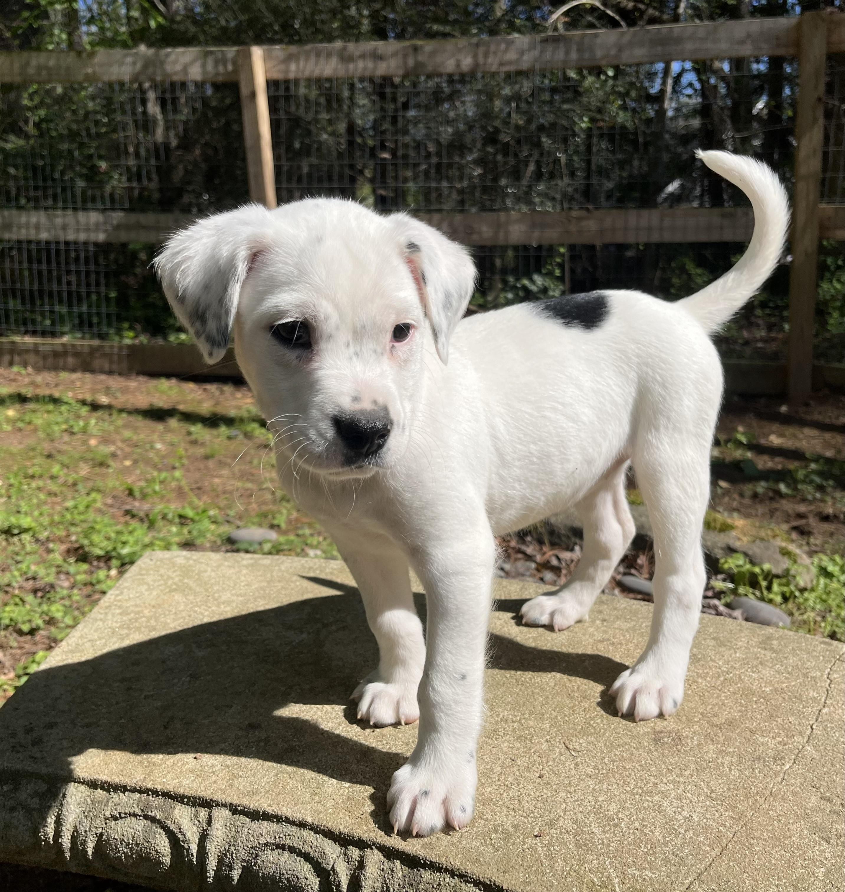 Dog for adoption - Storm, an English Pointer & Beagle Mix in Maiden, NC ...